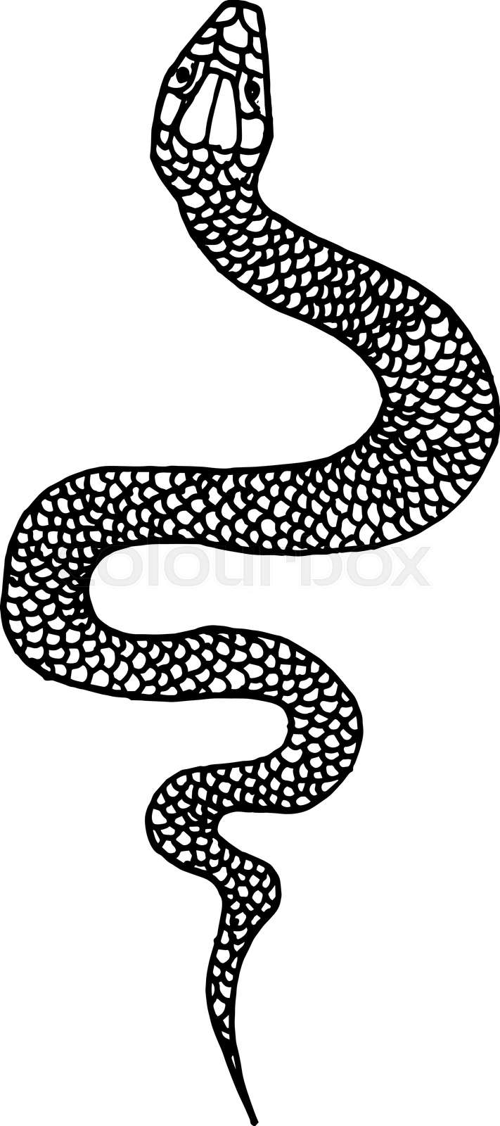 Hand drawn snake illustration in doodle style. Design element for ...