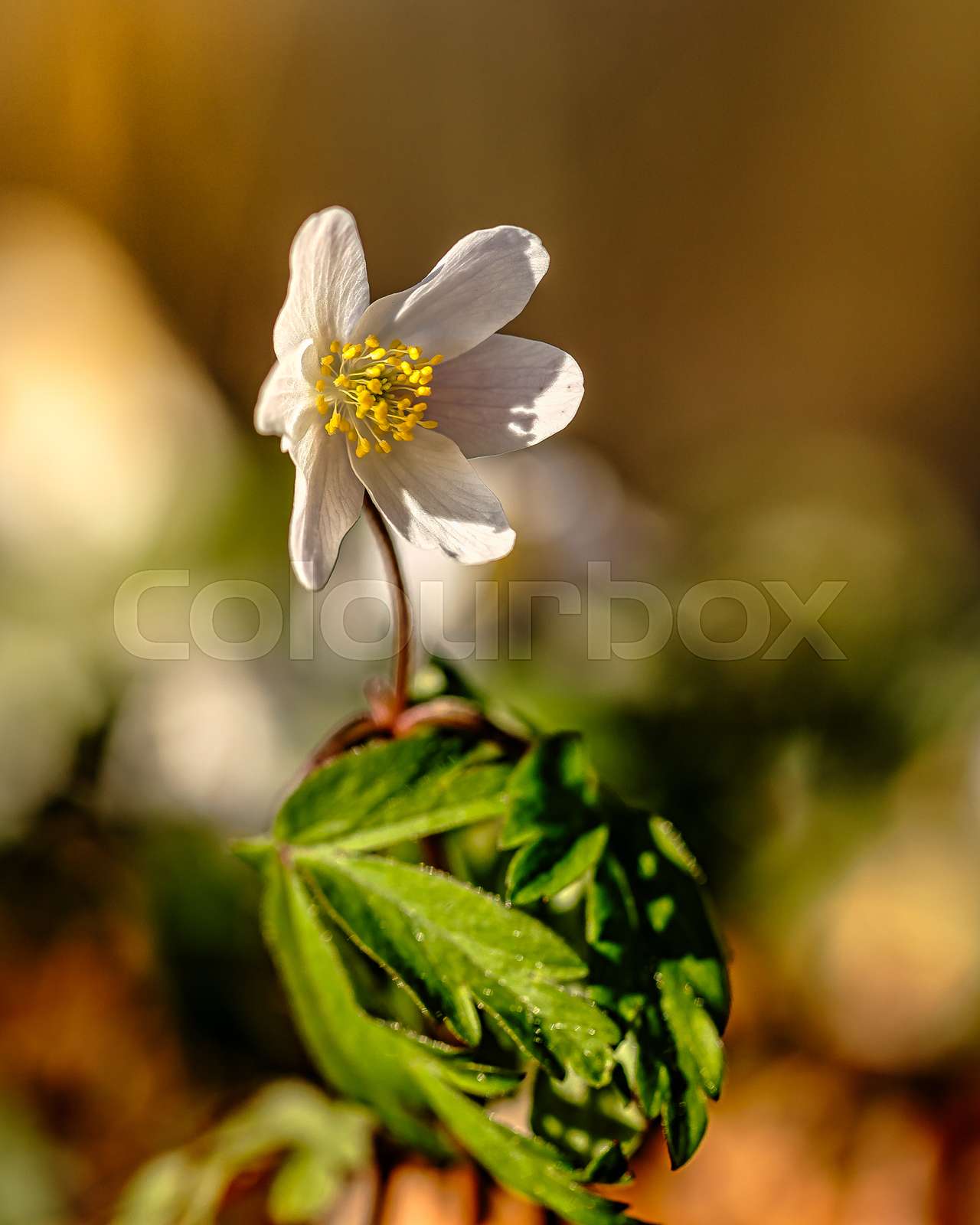 Anemoner i skovbunden | Stock foto | Colourbox
