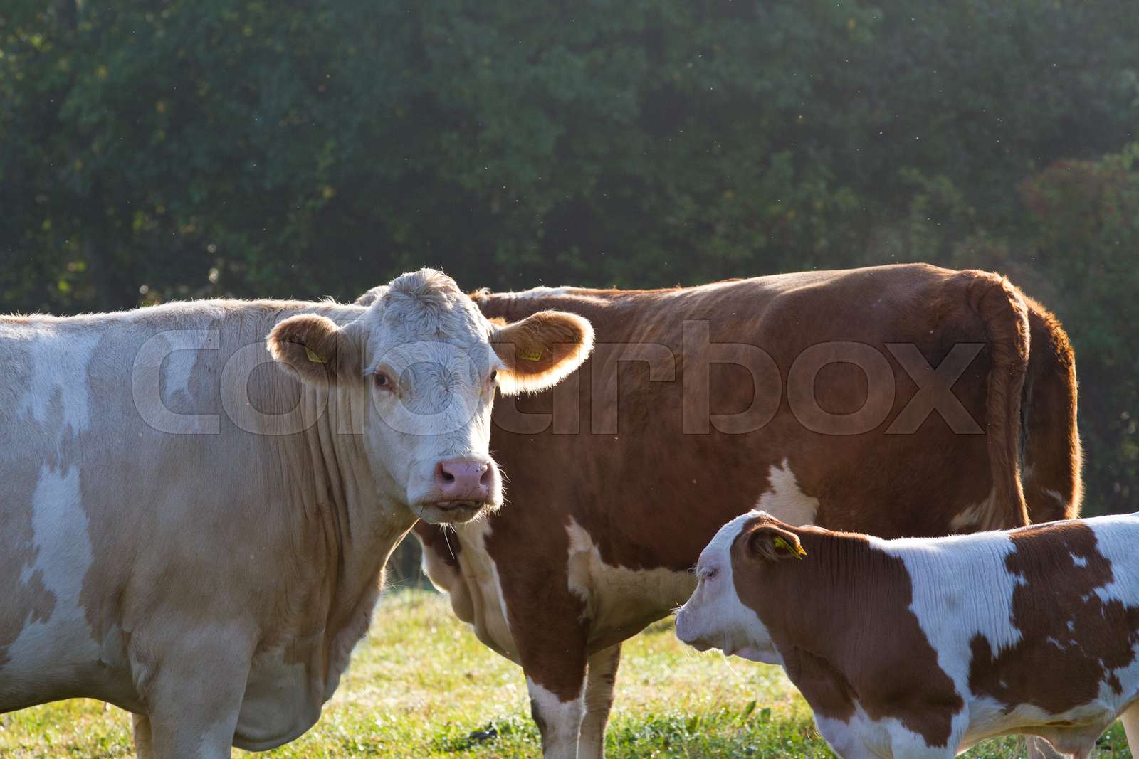 danish cows | Stock image | Colourbox