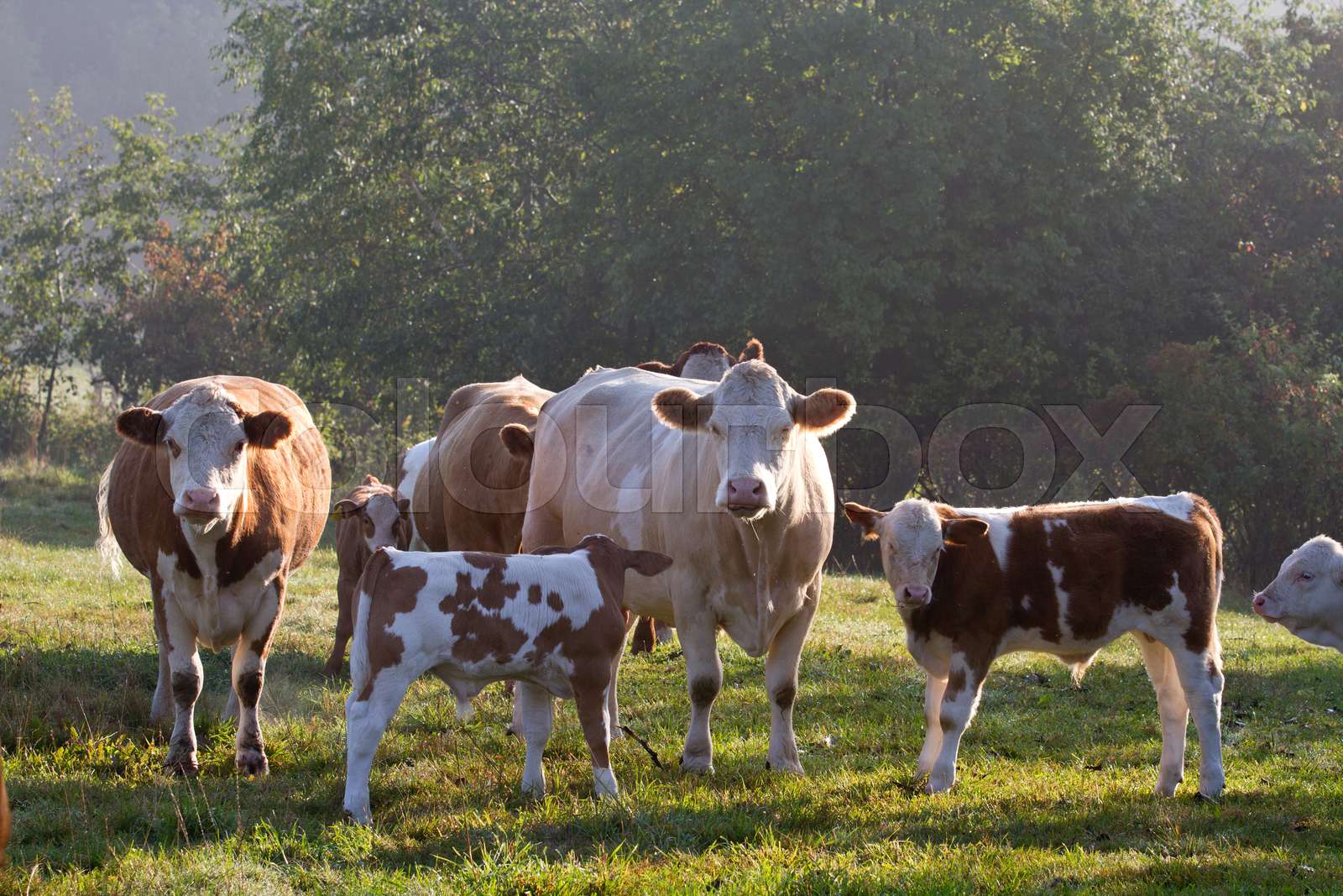 danish cows | Stock image | Colourbox