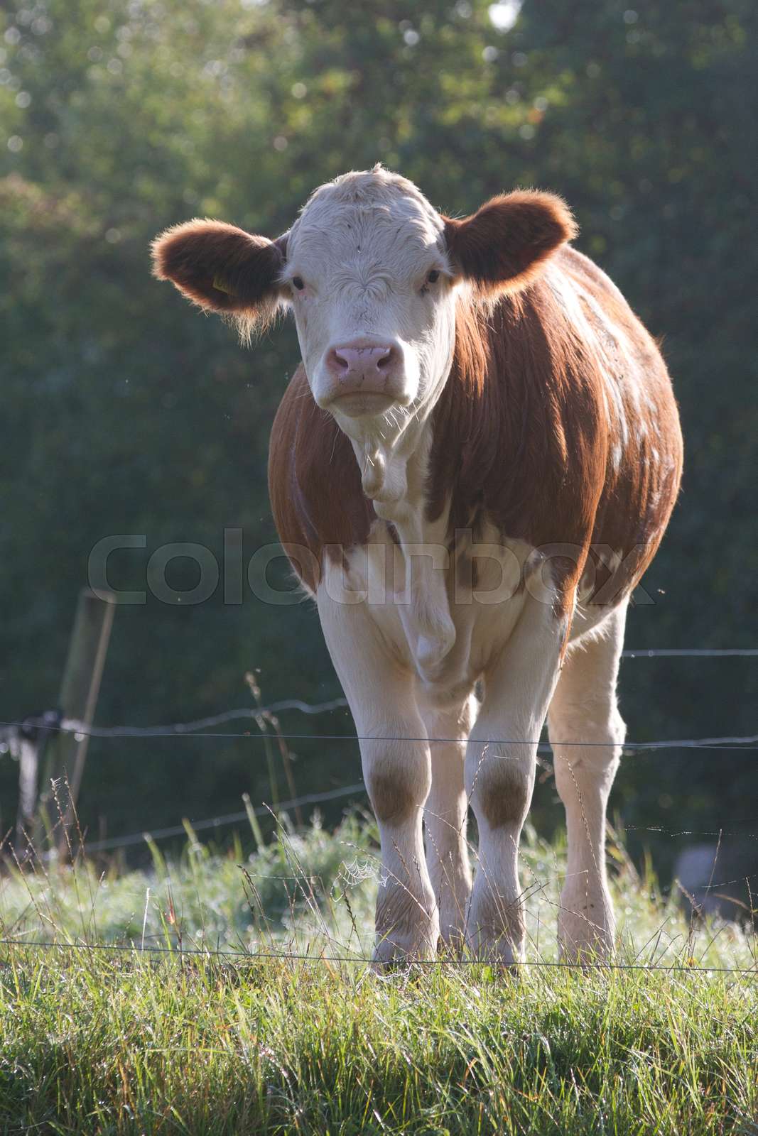 danish cows | Stock image | Colourbox