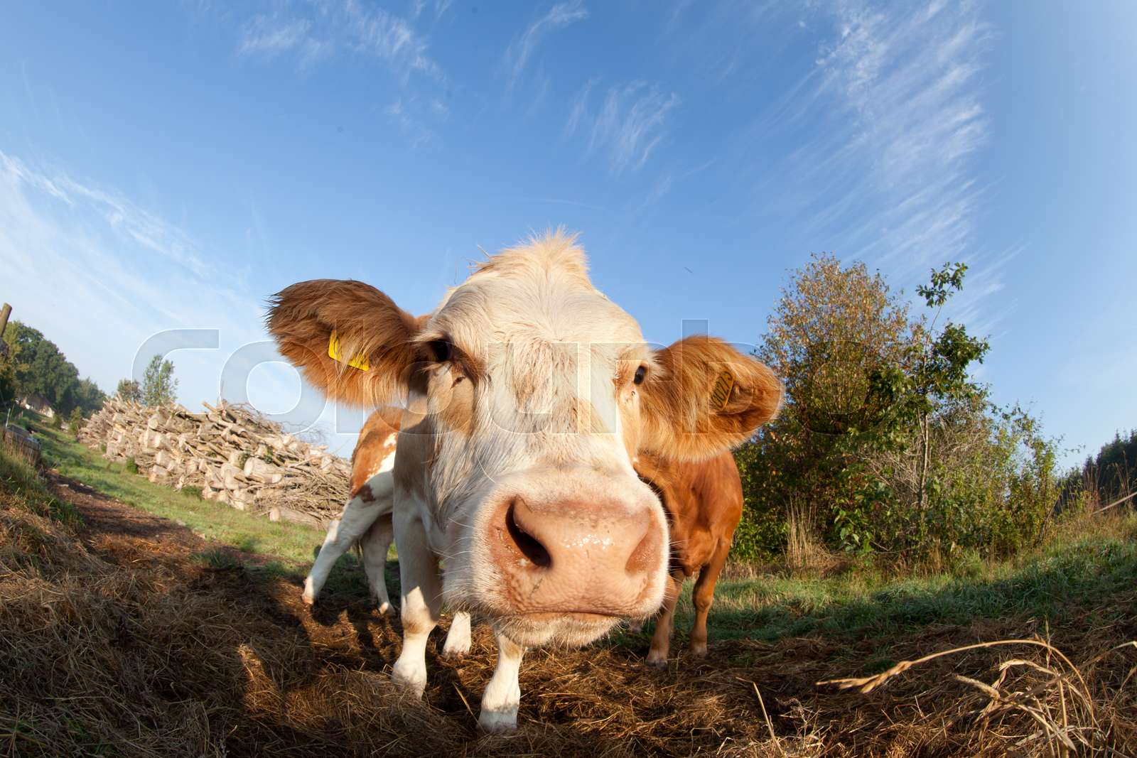 danish cows | Stock image | Colourbox