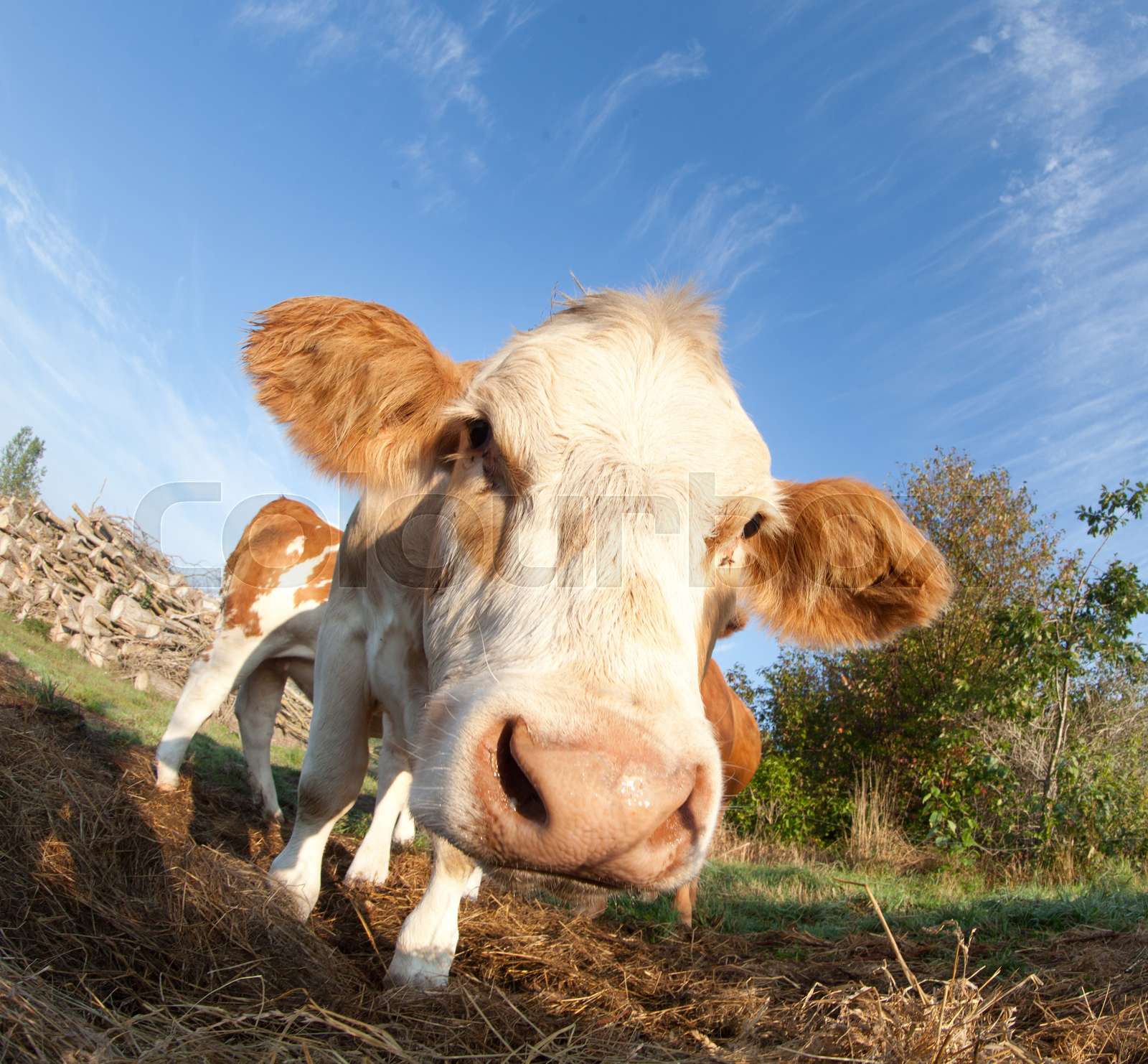 danish cows | Stock image | Colourbox