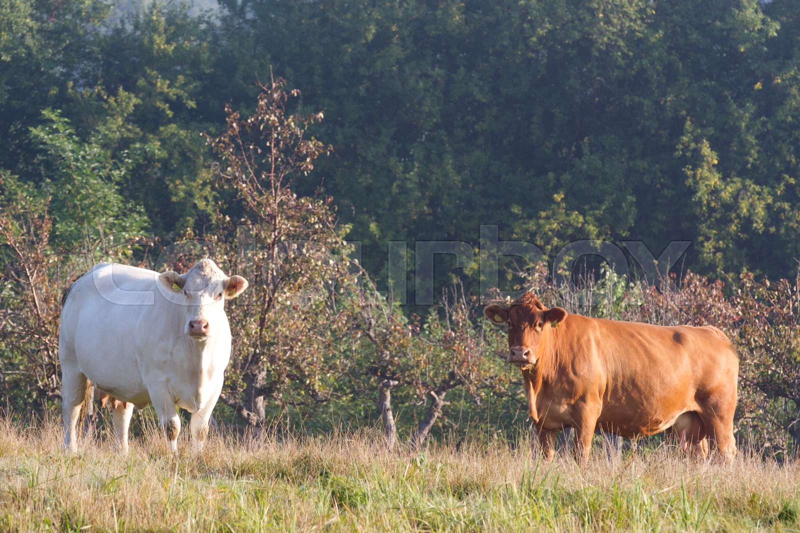 danish cows | Stock image | Colourbox