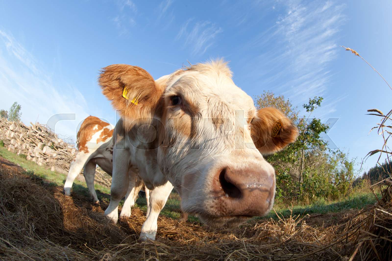 danish cows | Stock image | Colourbox