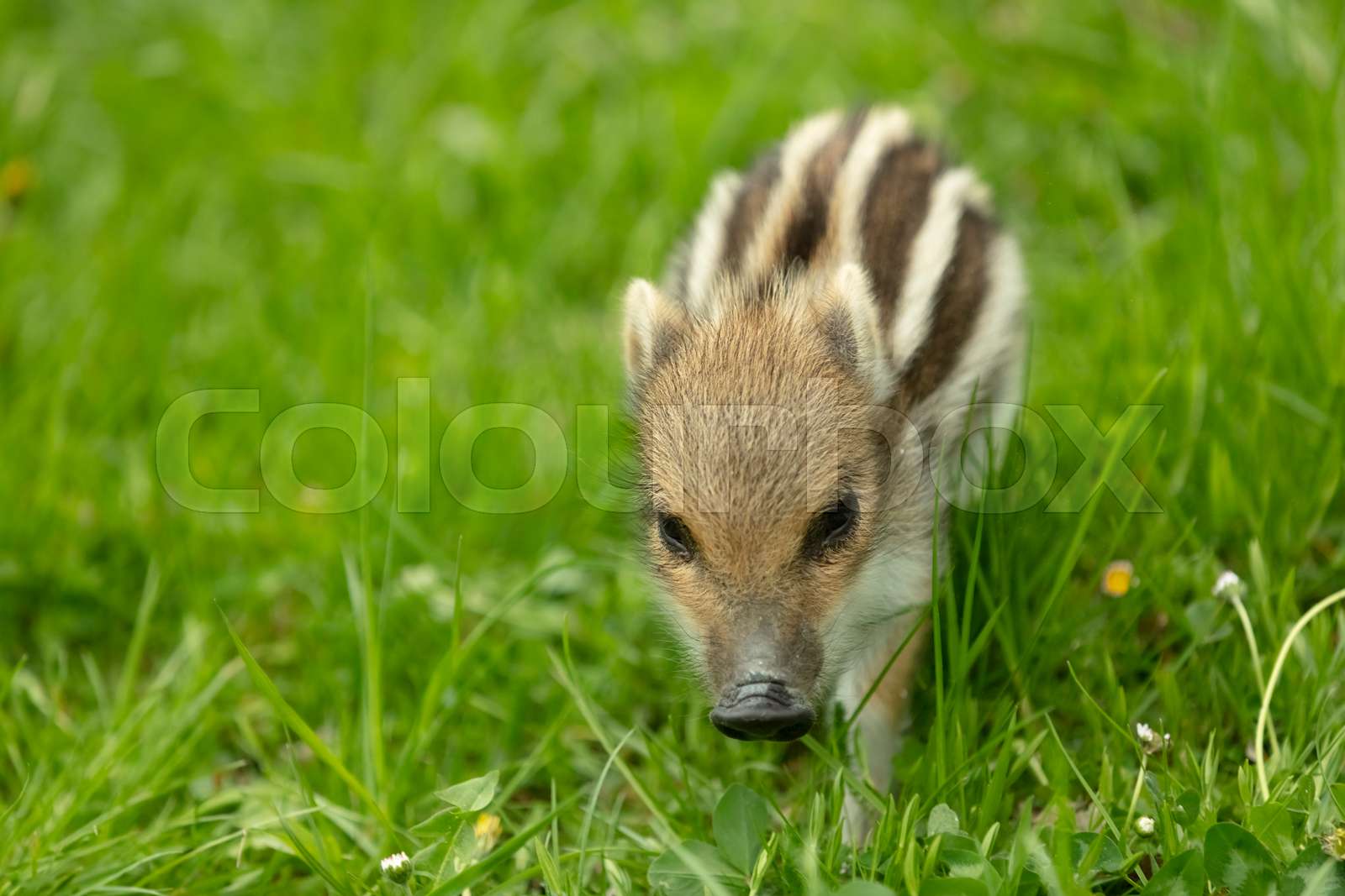 Young Boar | Stock image | Colourbox