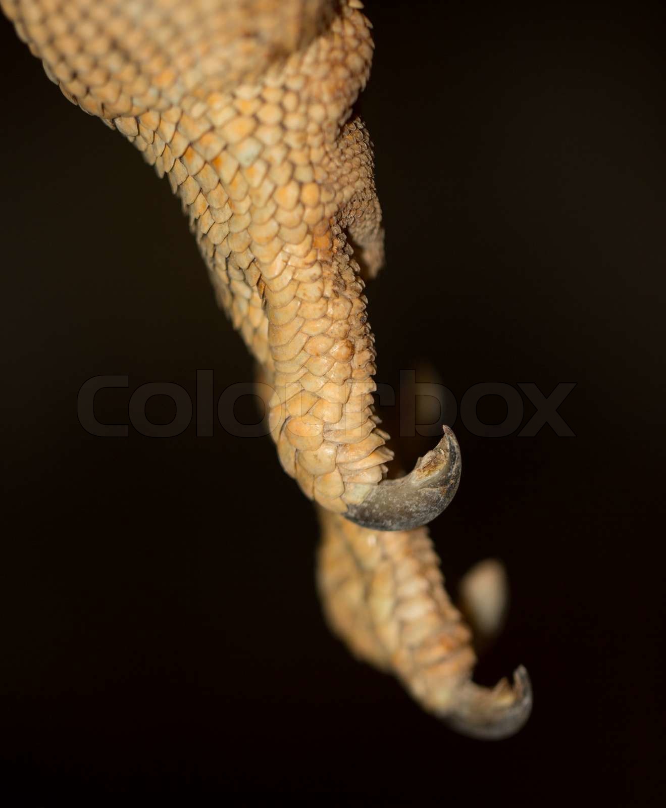foot iguana | Stock image | Colourbox