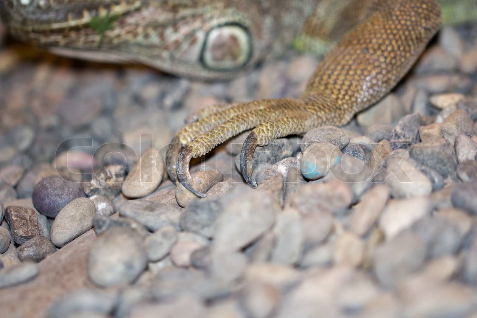 foot iguana | Stock image | Colourbox
