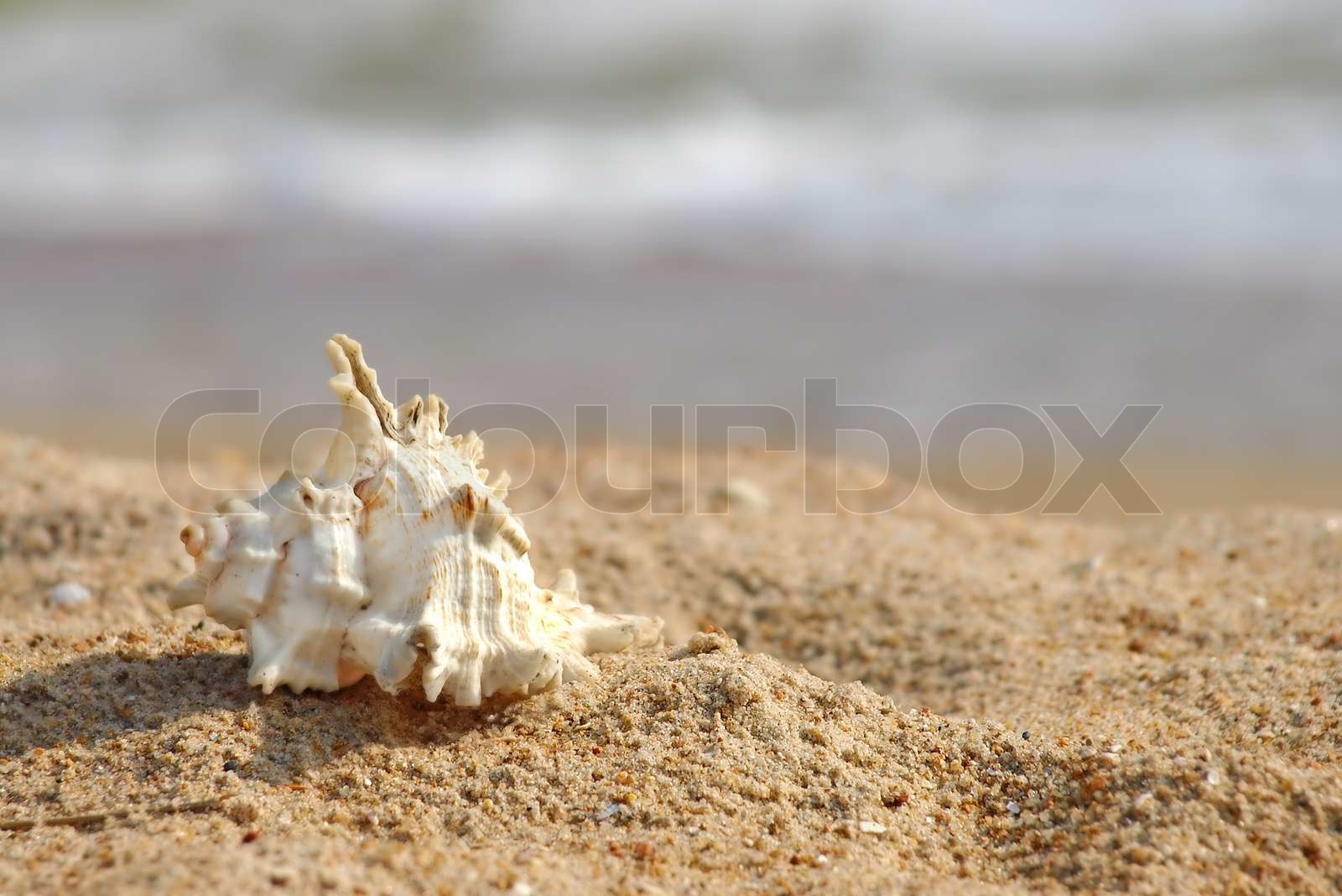 Muschel am Sandstrand | Stock Bild | Colourbox