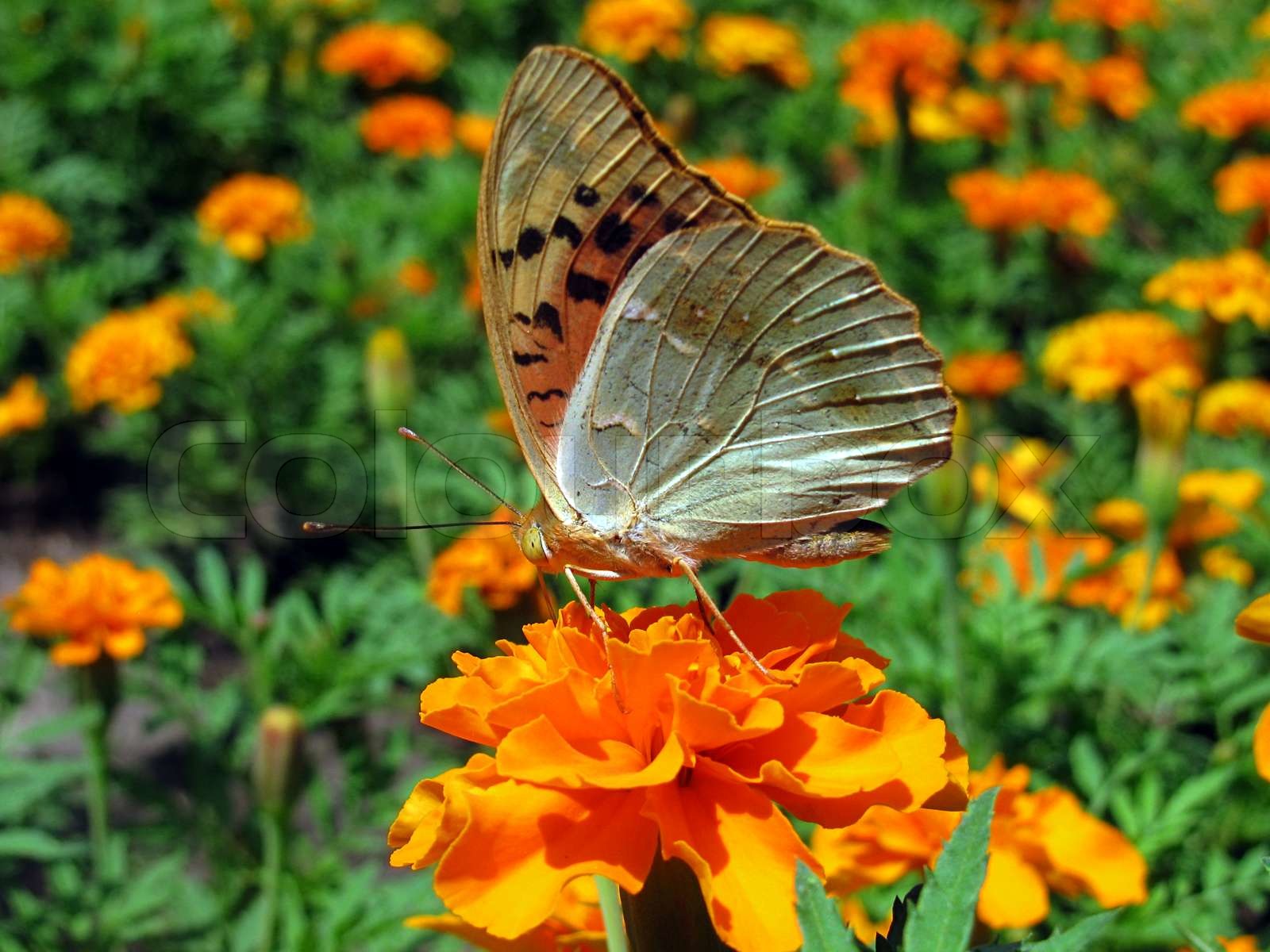 Butterfly On Marigold Flower Stock Image Colourbox