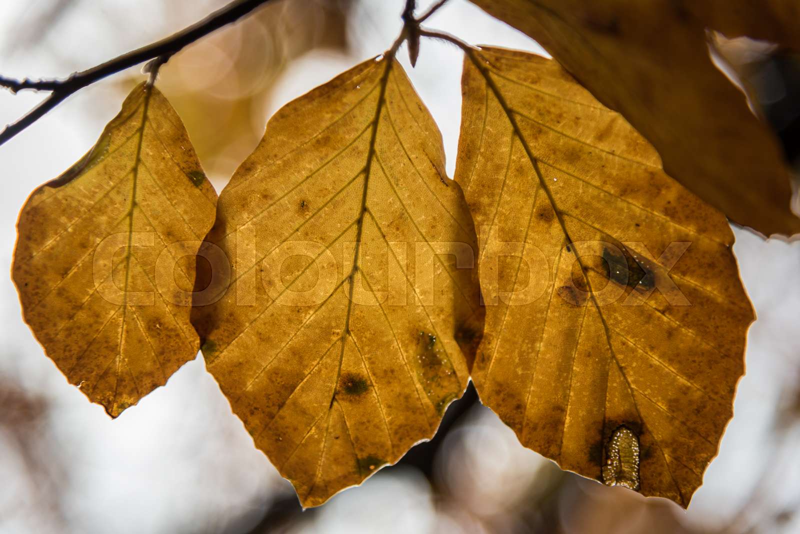 Visne blade på et bøgetræ er et sikkert tegn på efterår | Stock foto ...
