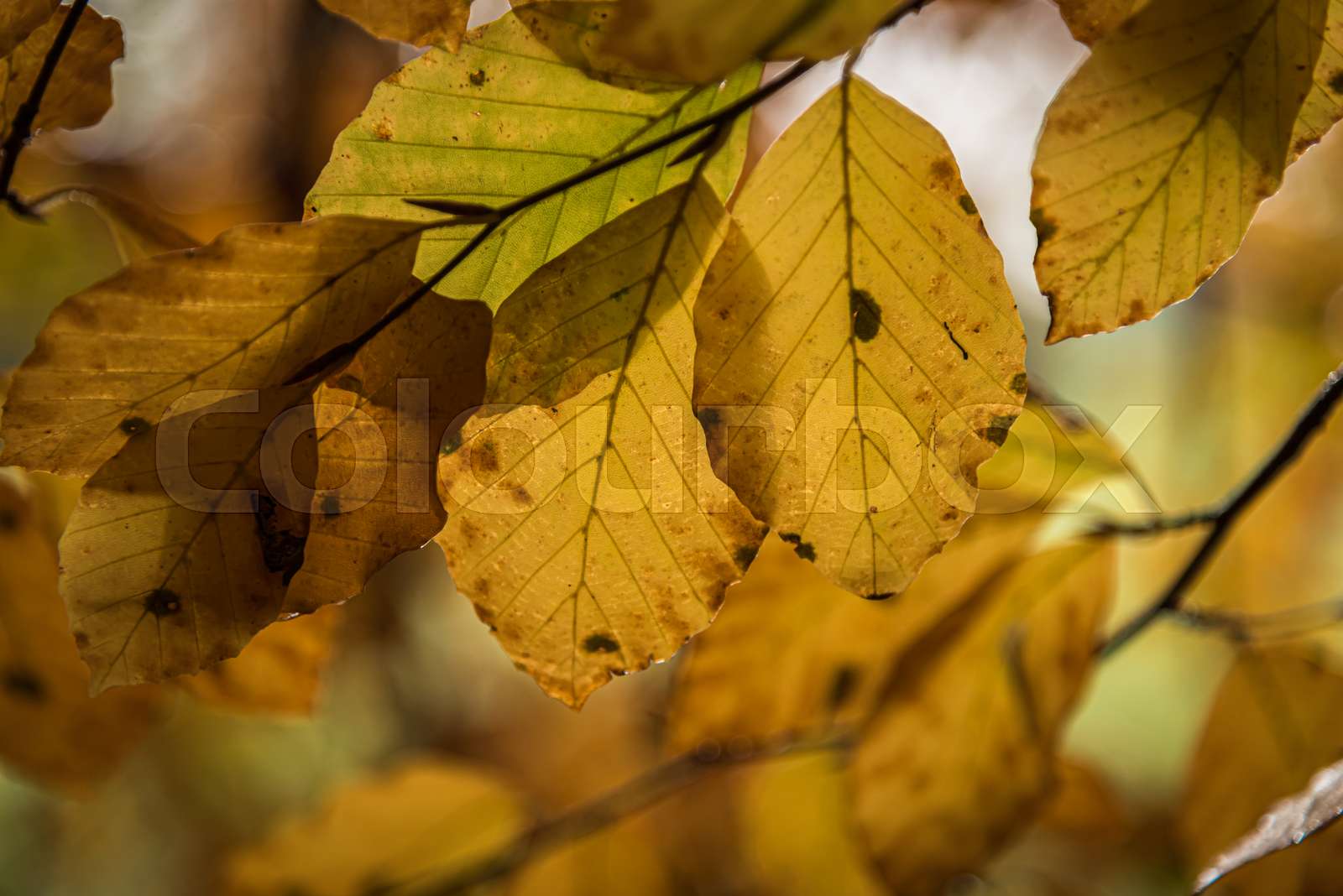 Visne blade på et bøgetræ er et sikkert tegn på efterår | Stock foto ...