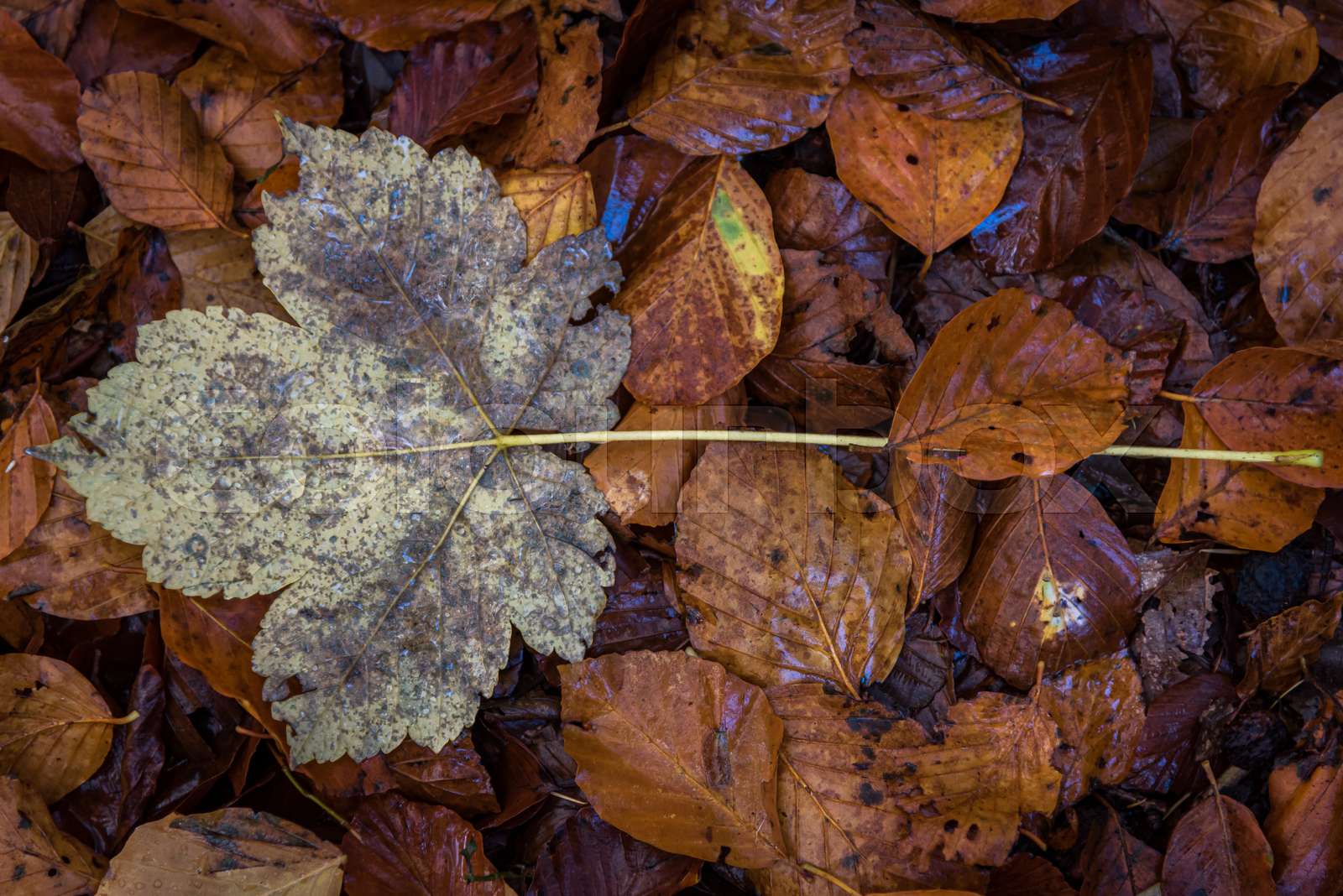 Visne blade på jorden er et sikkert tegn på efterår | Stock foto ...