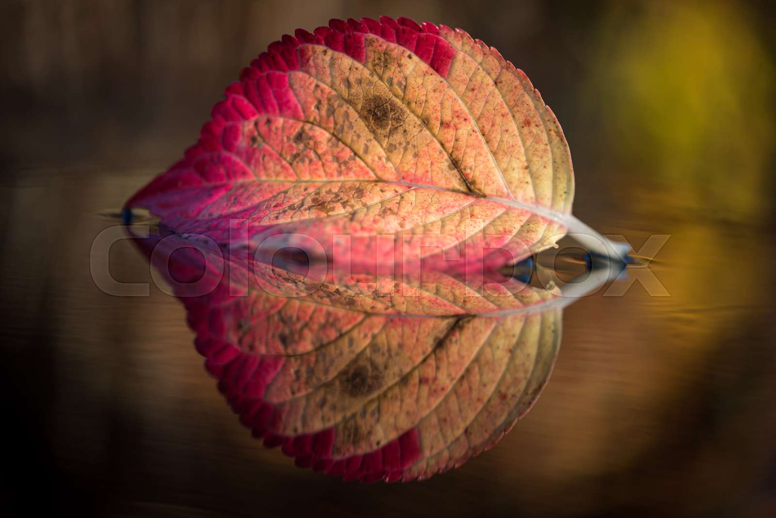 Et smukt vissent blad i flotte farver om efteråret spejles i en blank ...