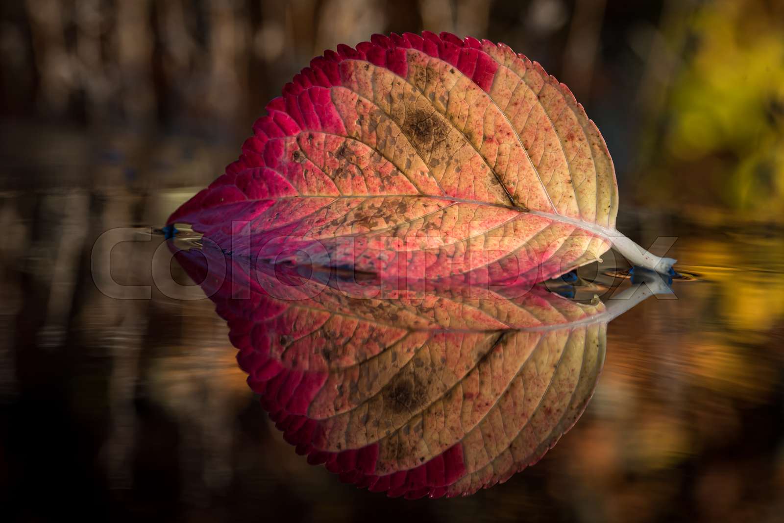 Et smukt vissent blad i flotte farver om efteråret spejles i en blank ...
