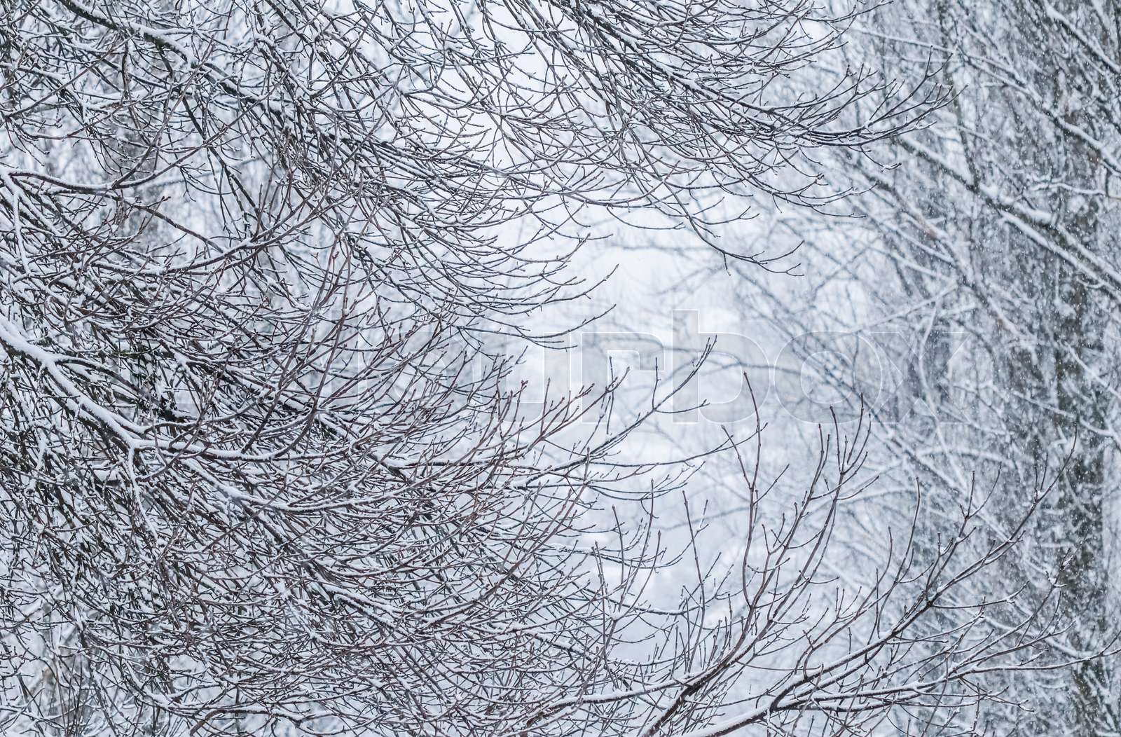 Fairytale fluffy snow-covered trees branches, nature scenery with white ...