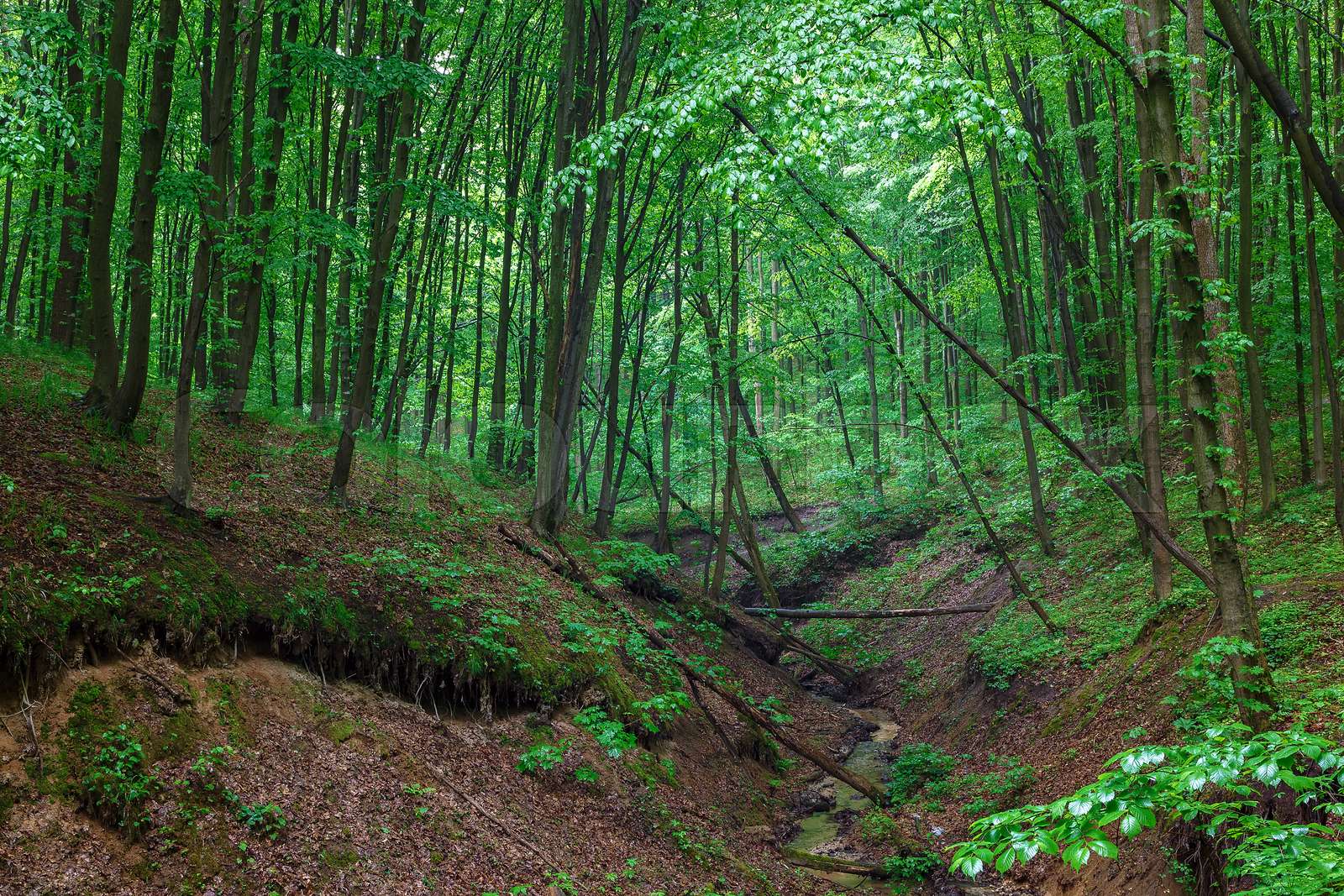 Green spring wet forest with paths and streams | Stock image | Colourbox