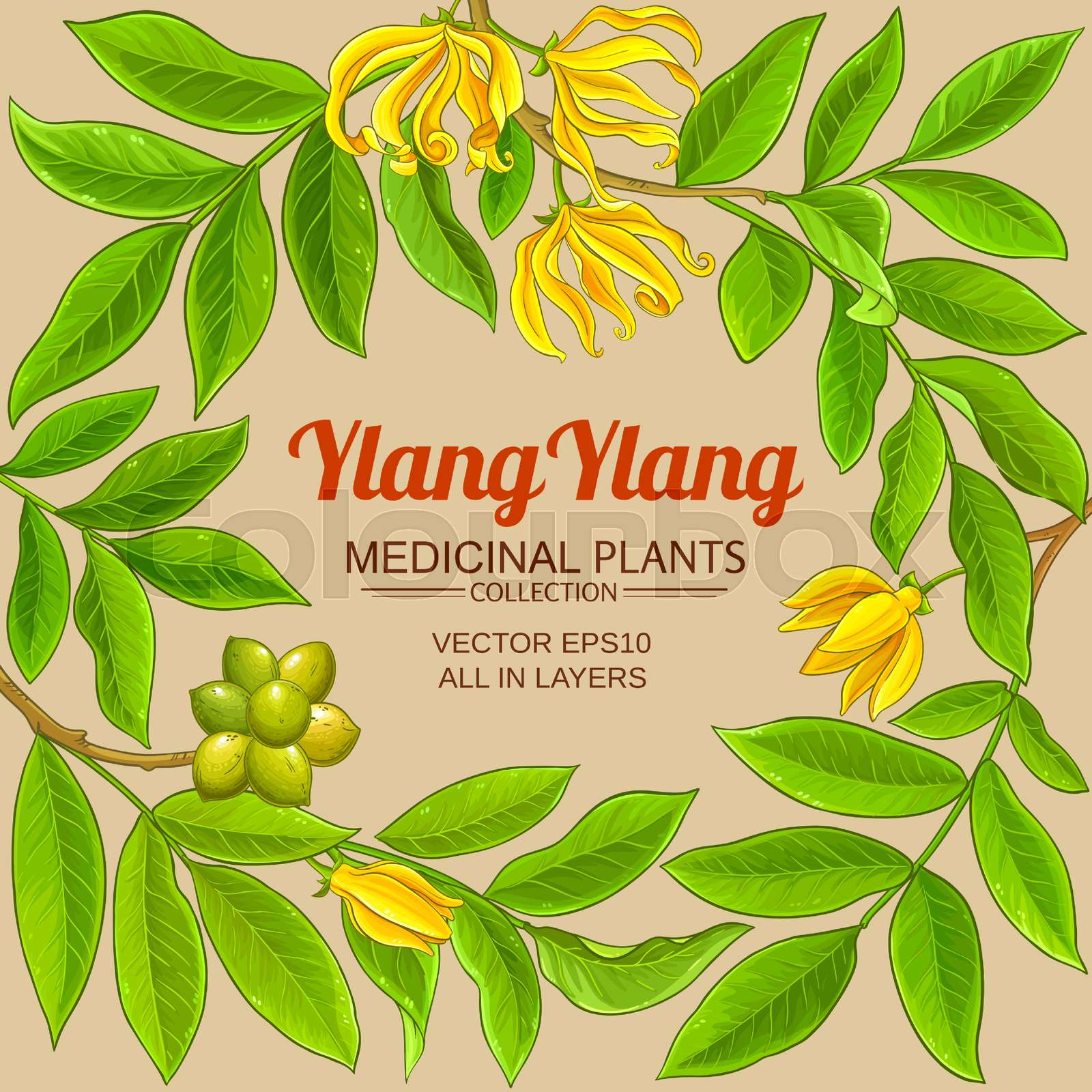 ylang ylang frame on color background | Stock vector | Colourbox