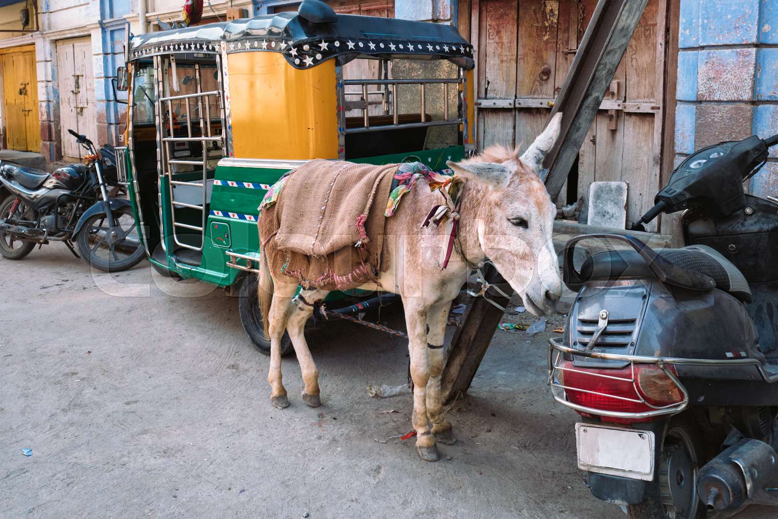 Donkey, auto rickshaw and motorcycles in indian street | Stock image ...