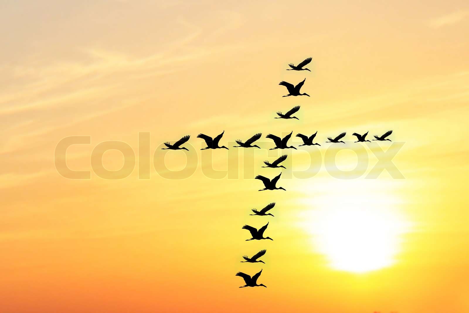 Beautiful & heavenly sky in the evening with birds forming holy cross ...
