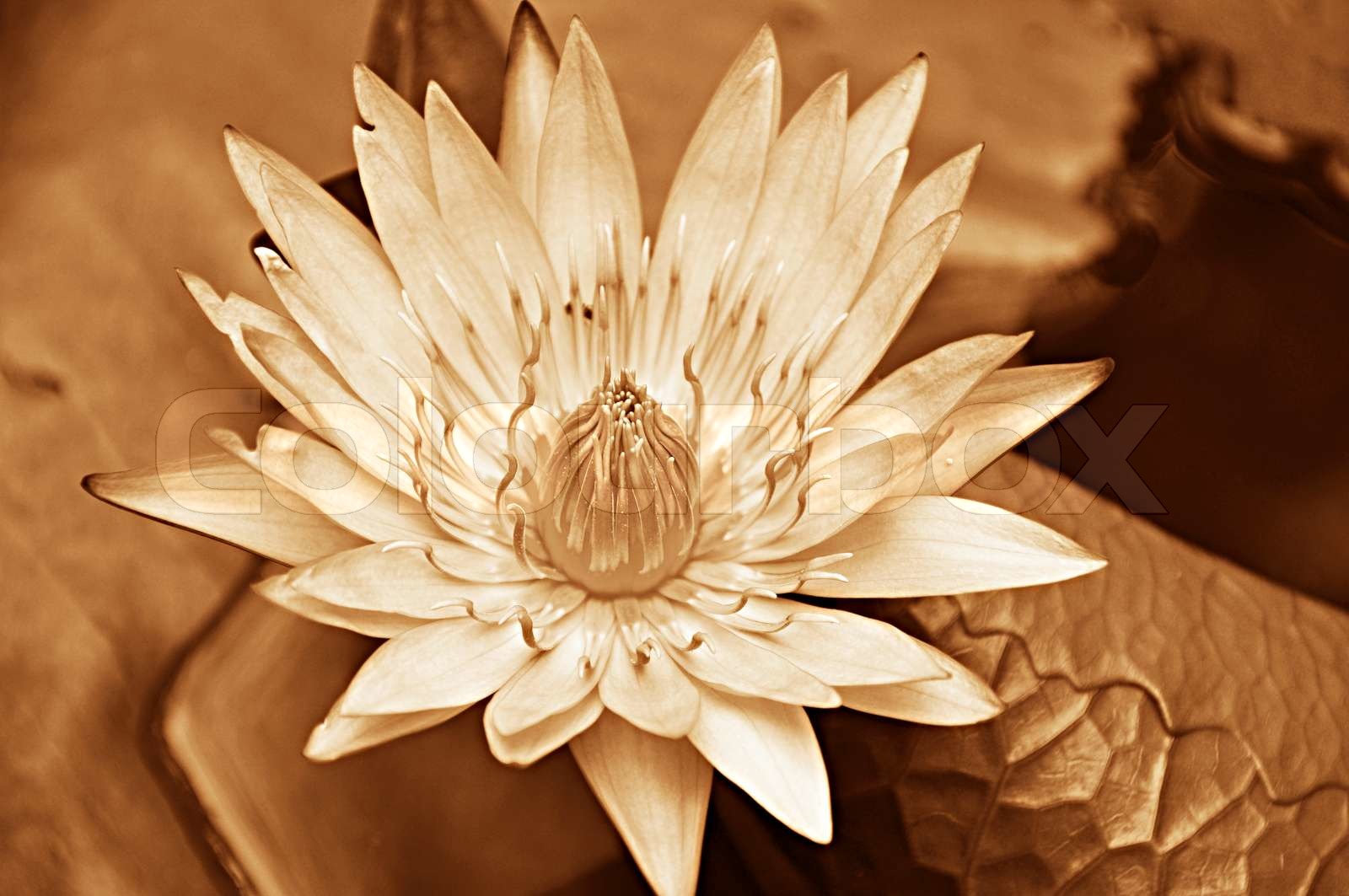 Lotusblume - sepia | Stock Bild | Colourbox