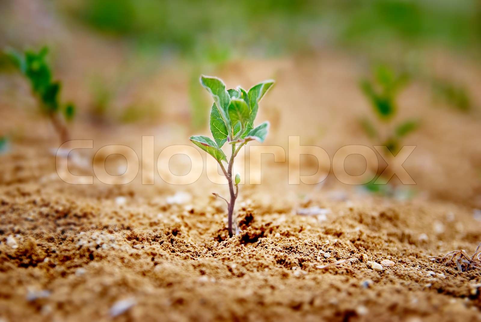 Little green plant | Stock image | Colourbox