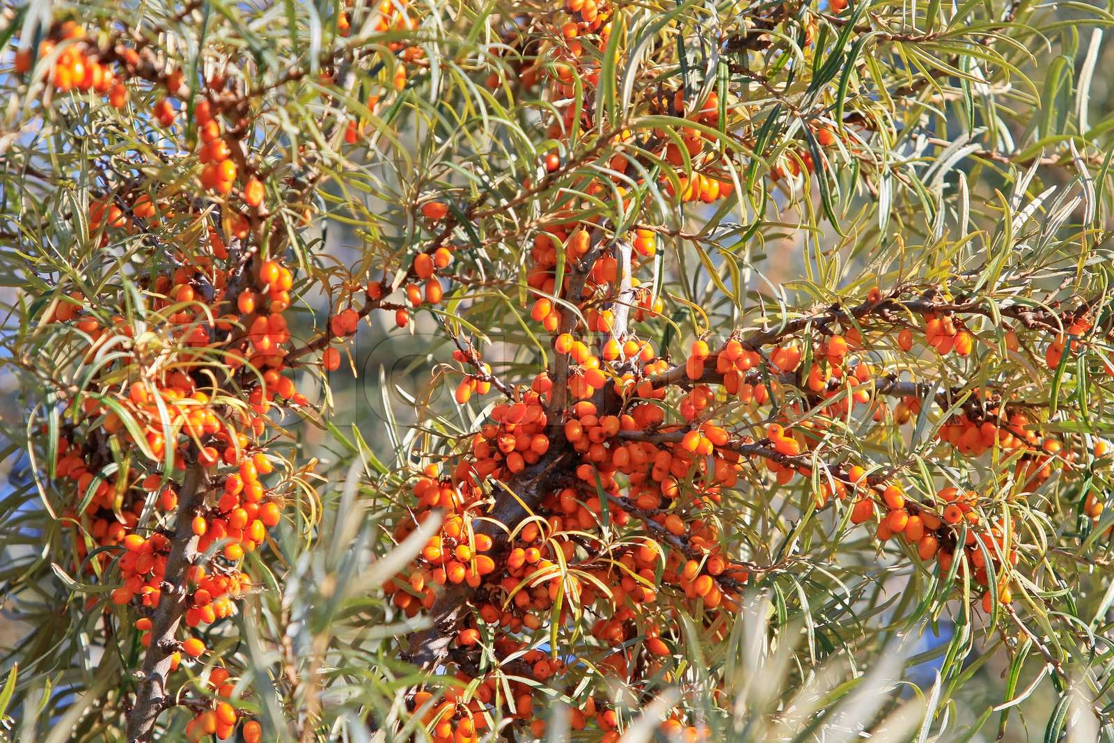 havtorn | Stock image | Colourbox