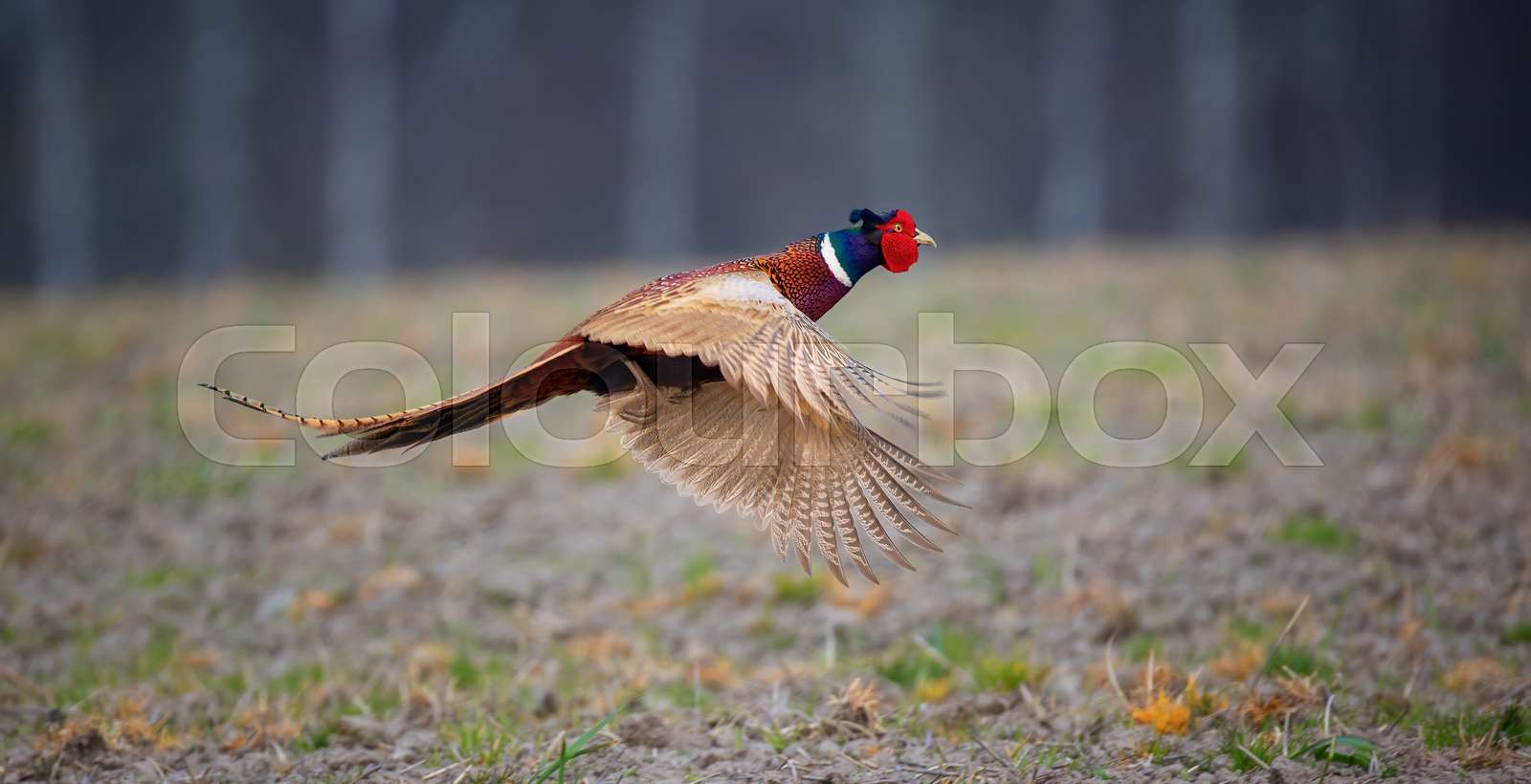 fasan, flattern, regenbogen | Stock Bild | Colourbox