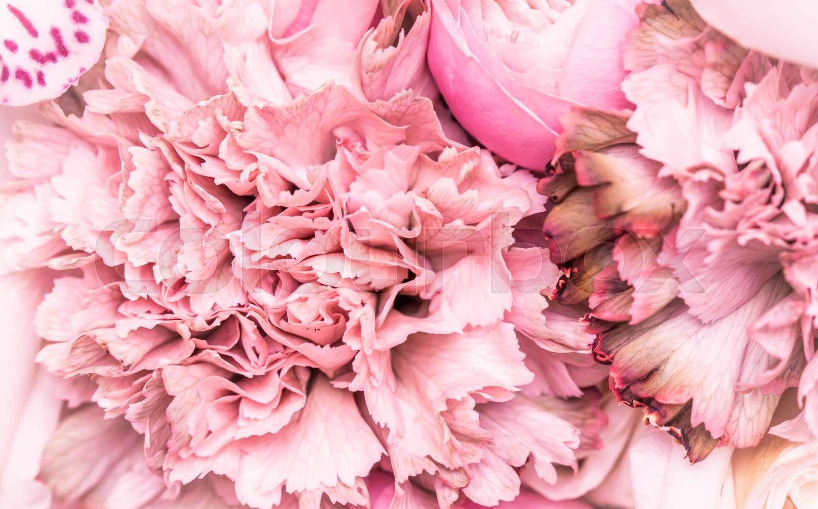 Pink Carnation Flower Wallpaper
