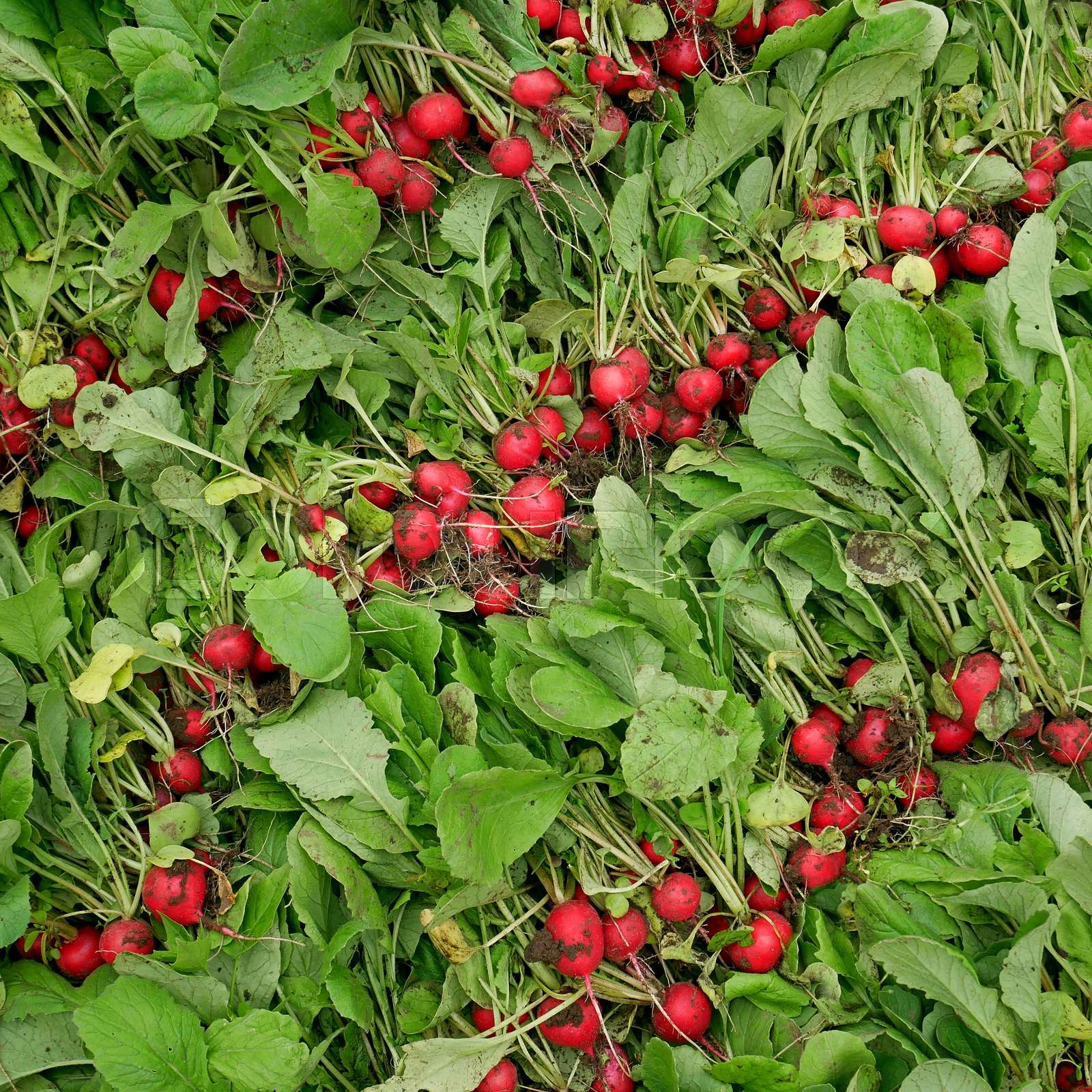 Ripe radish roots on a heap | Stock image | Colourbox