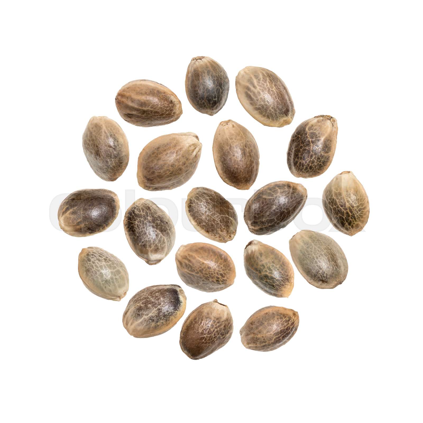 Hemp seeds in circular shape | Stock image | Colourbox