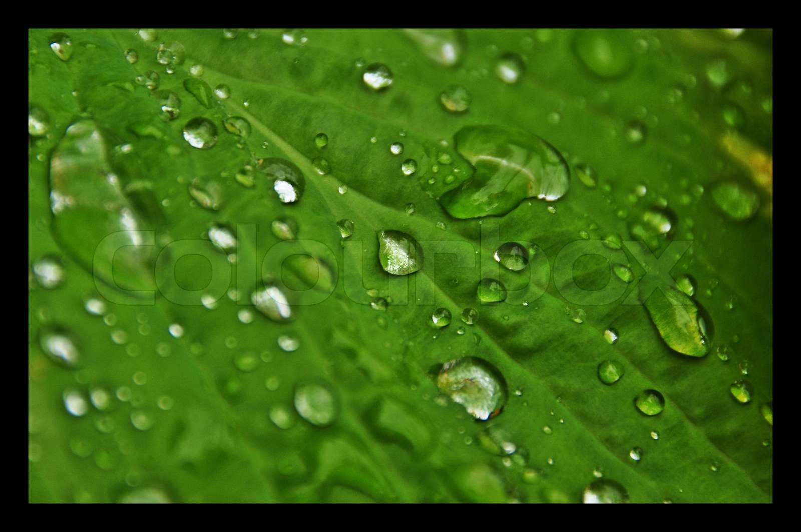 Wassertropfen. | Stock Bild | Colourbox
