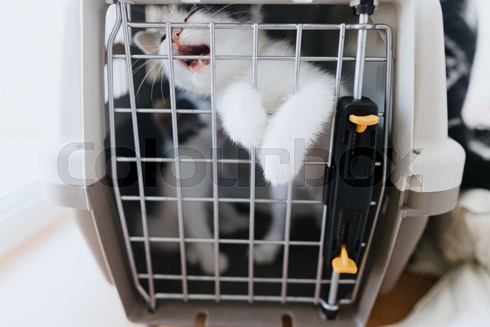 Cute little kitten crying in carrier box. Sweet sad kitty closed in ...