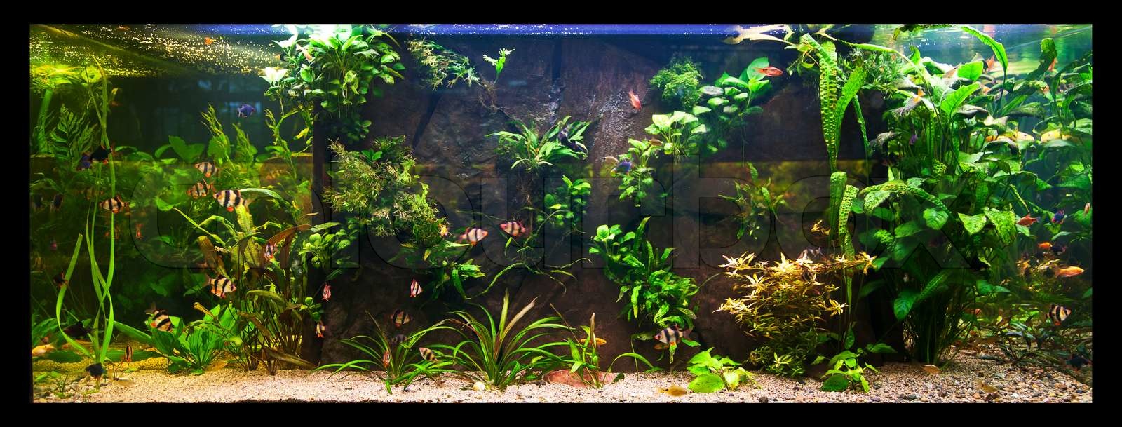 Ttropical freshwater aquarium with fishes | Stock image | Colourbox