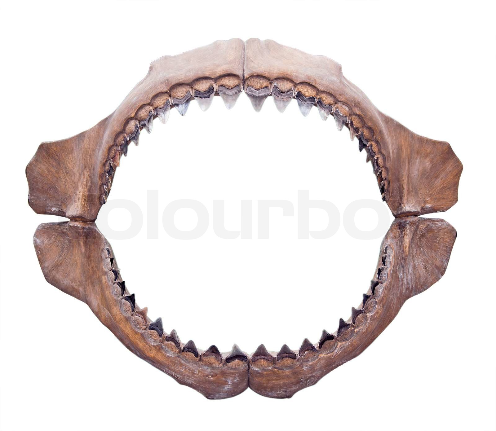 Megalodon Jaw Vs Great White Jaw