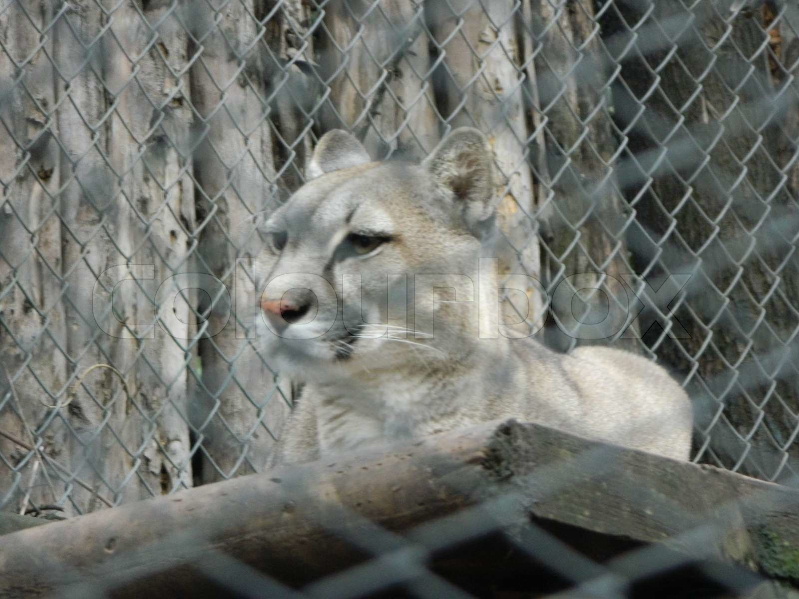 Puma do zoo de Santiago, Chile. | Stock image | Colourbox