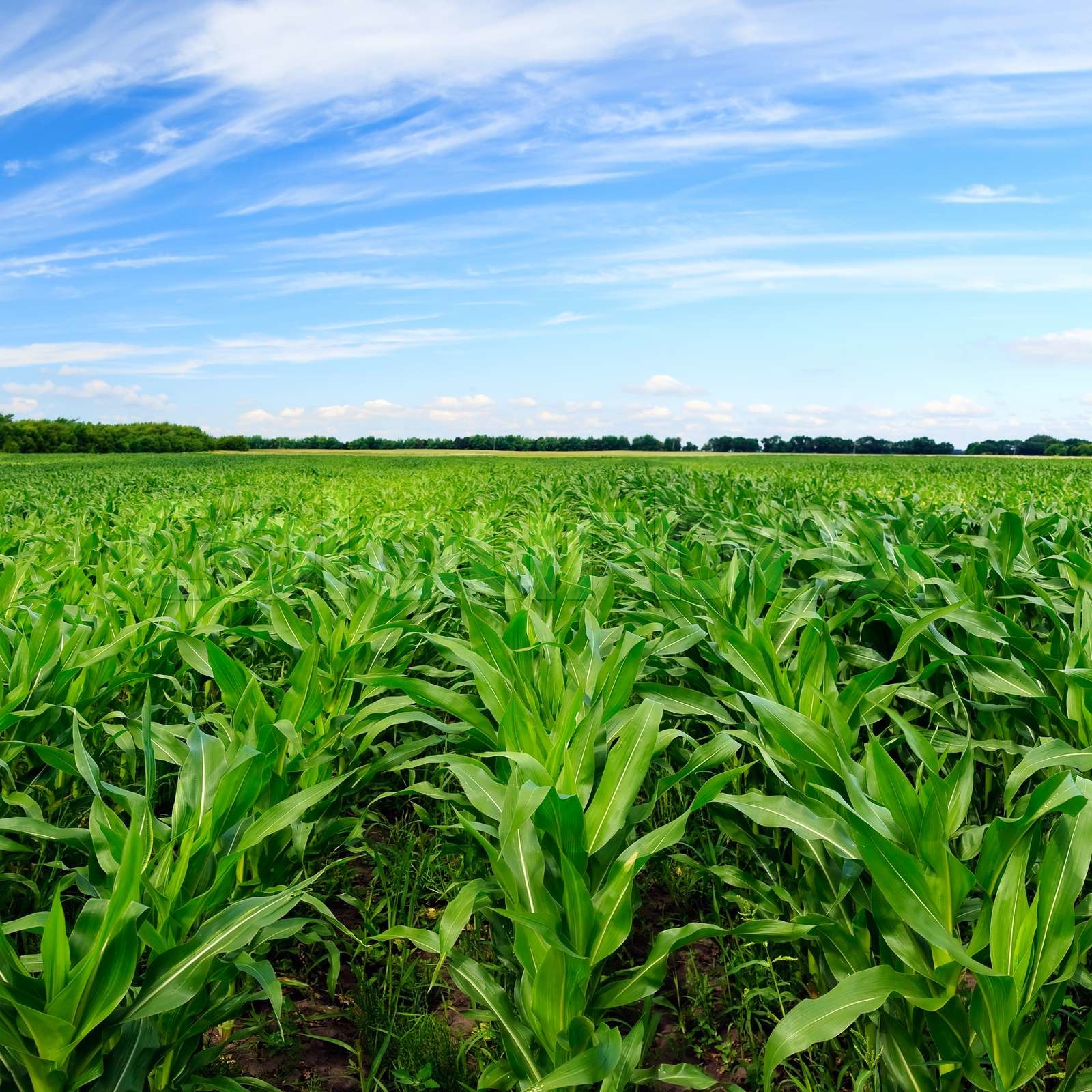 Green corn field | Stock image | Colourbox