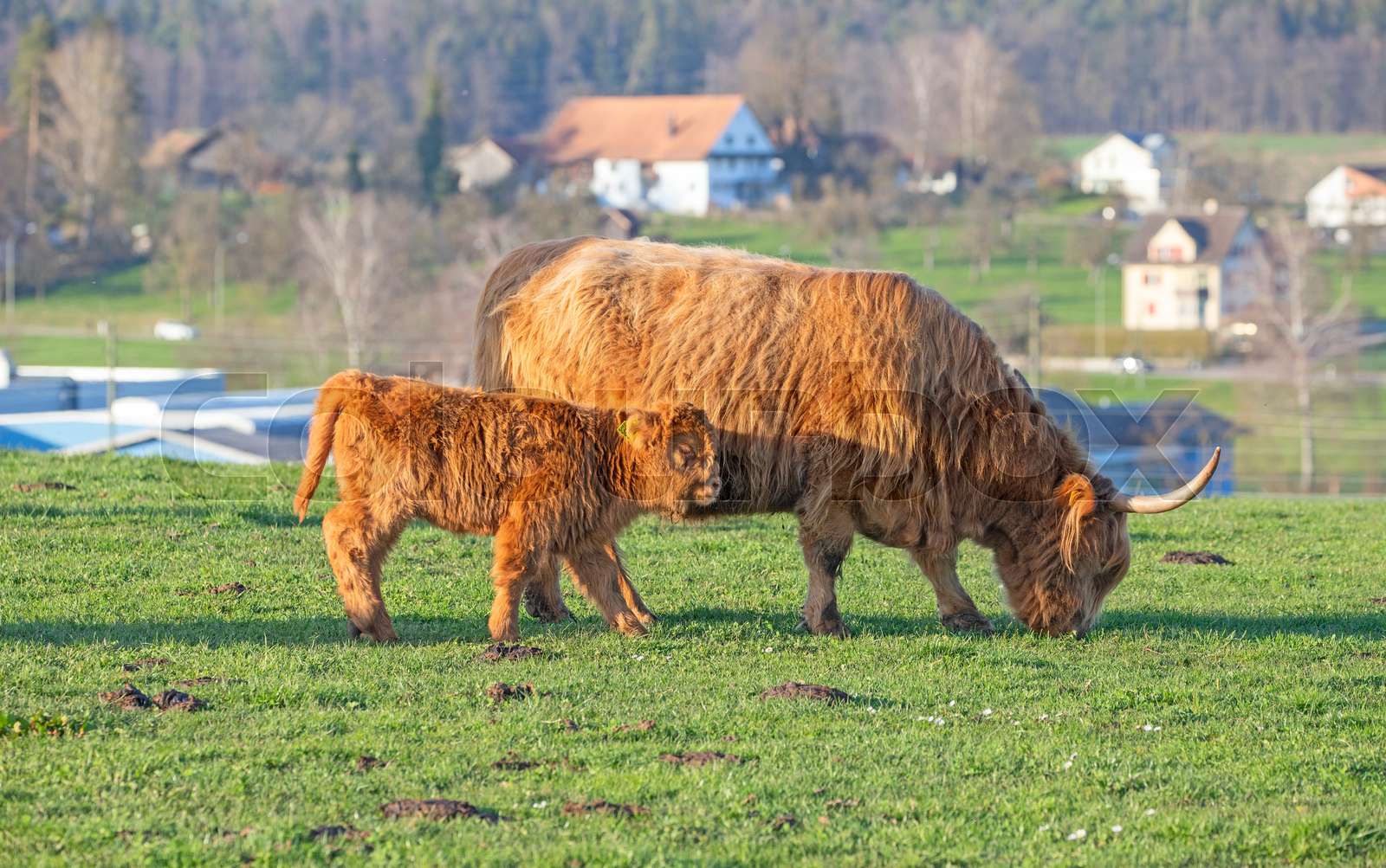 Scottish highland cattle bread | Stock image | Colourbox
