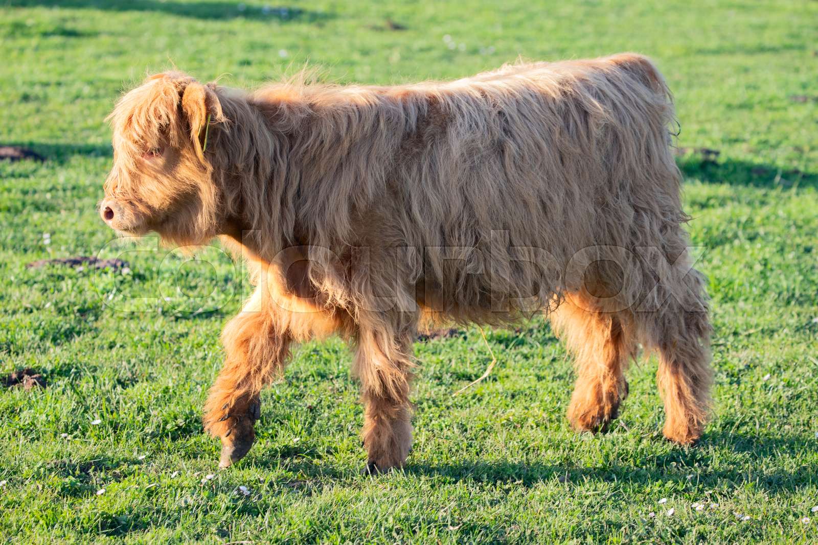 Scottish highland cattle bread | Stock image | Colourbox