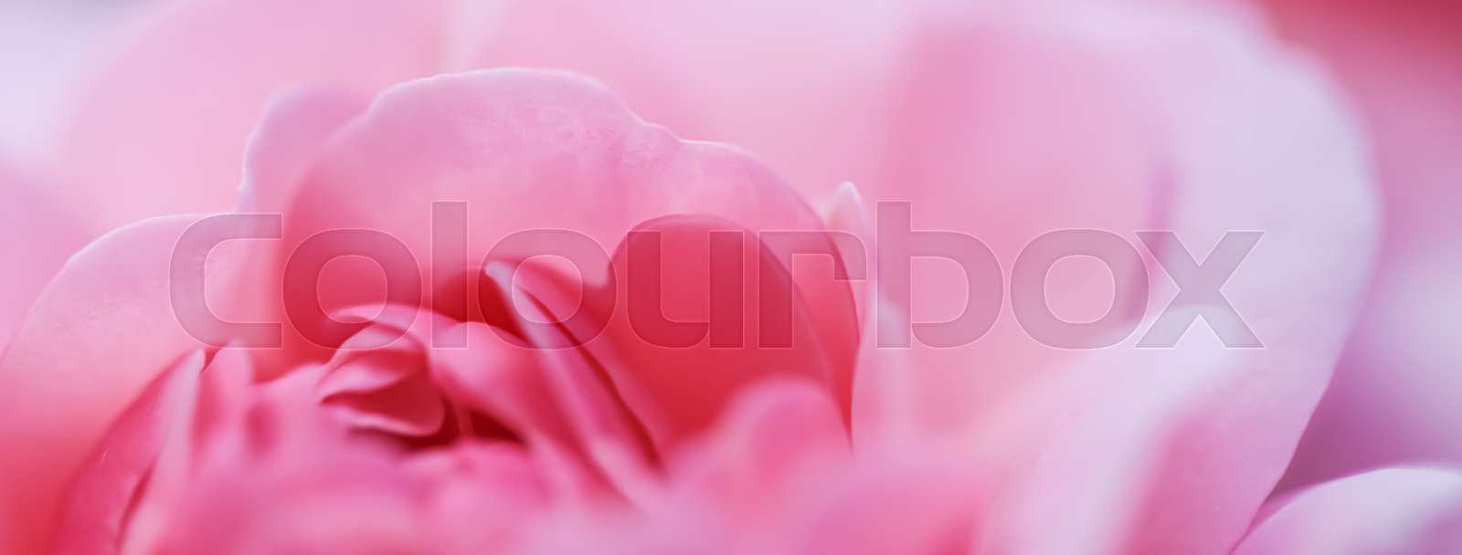 baggrund, bleg, frisk | Stock foto | Colourbox