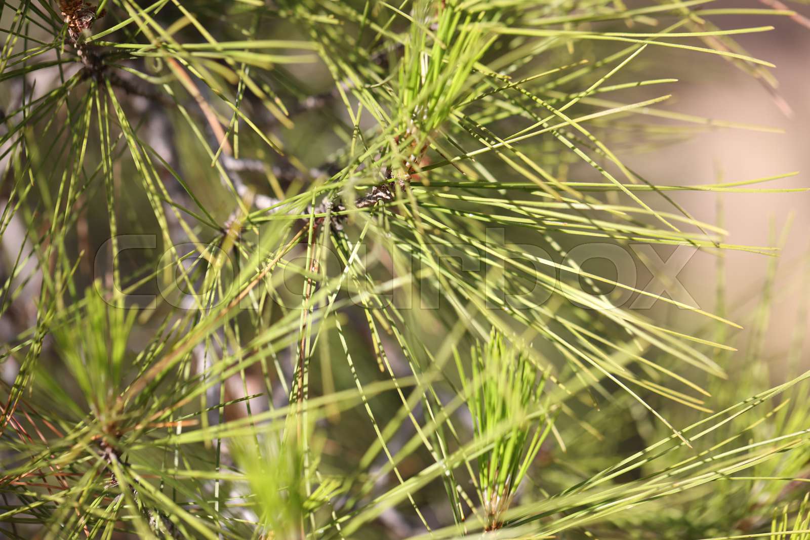 Branches of evergreen needles in forest closeup | Stock image | Colourbox
