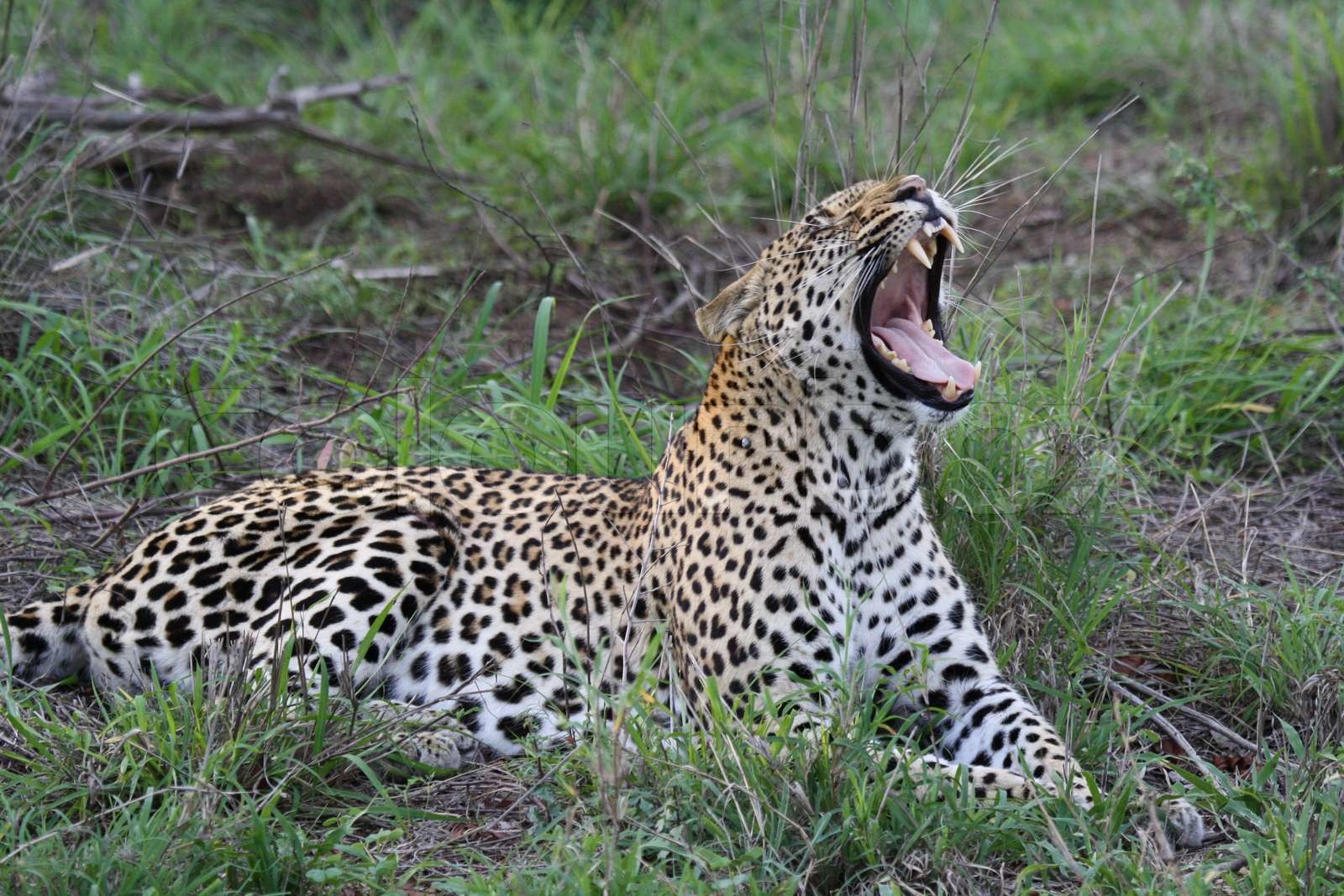 Luipaard | Stock Bild | Colourbox