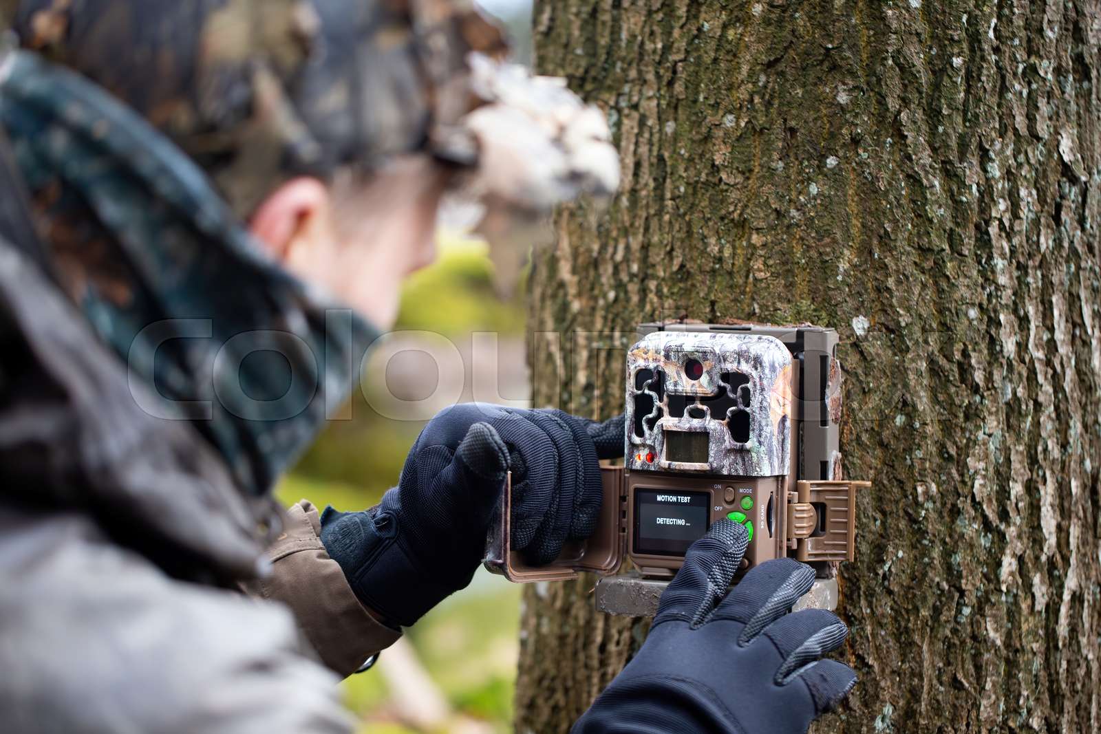 Wildlife enthusiast setting up a trail camera on tree and operating ...