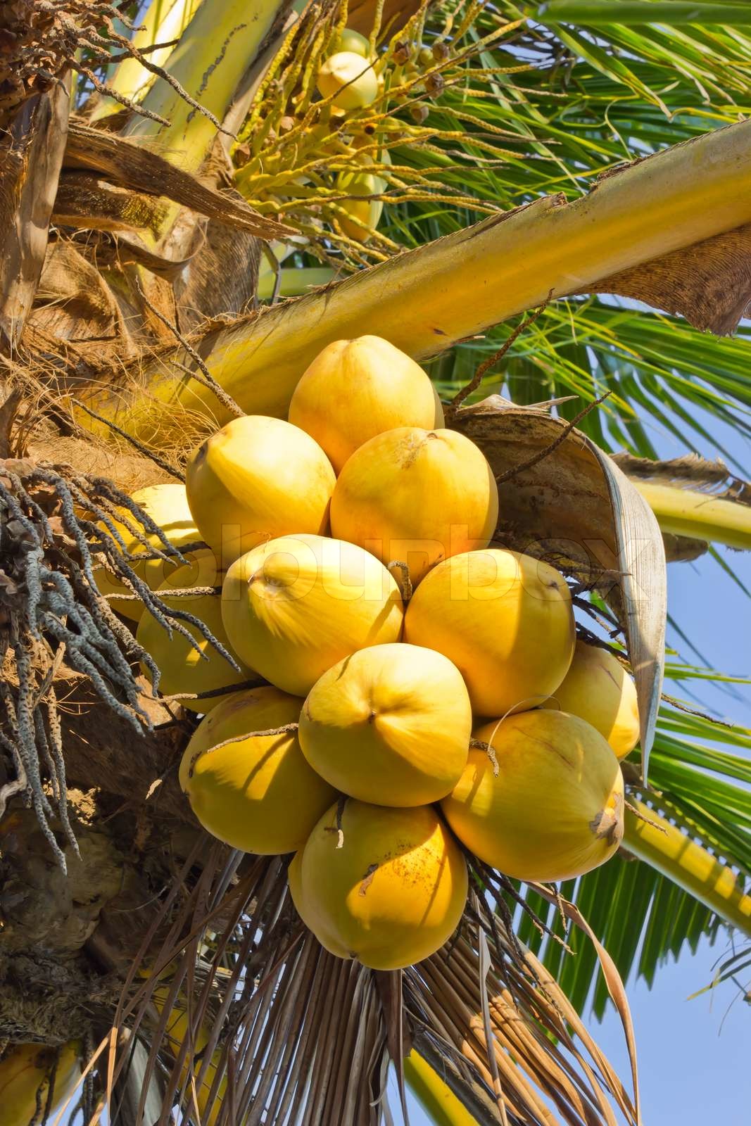 Coconut gold | Stock image | Colourbox