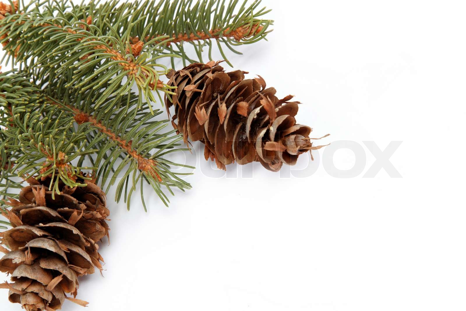 Fichte Zweig mit Zapfen auf weißem Hintergrund | Stock Bild | Colourbox