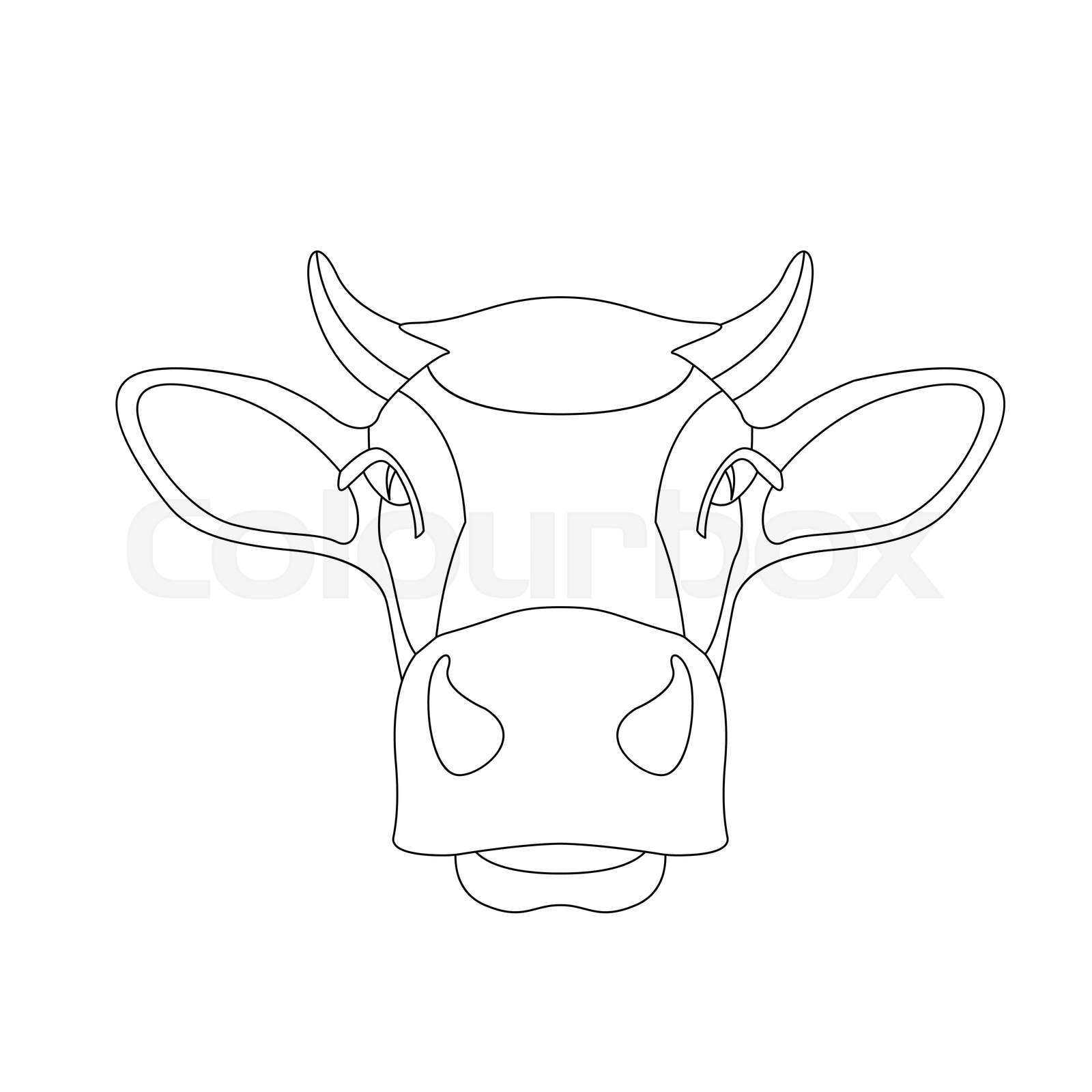 Cow Front View