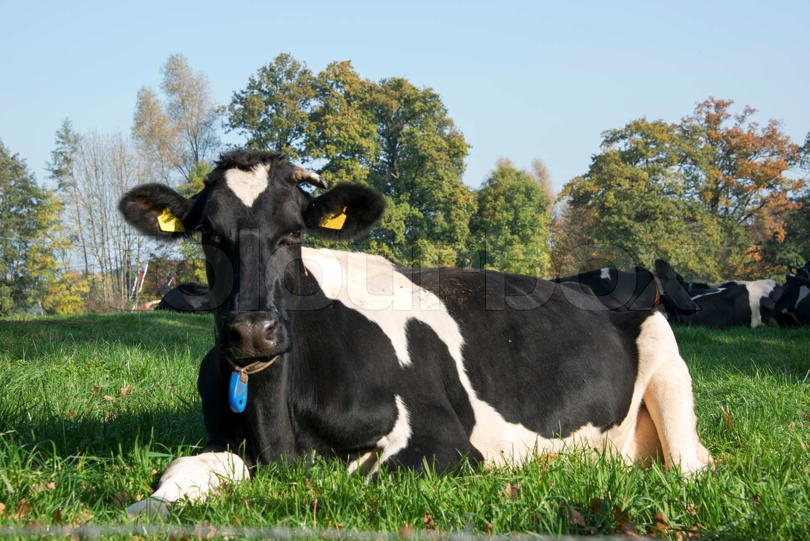 cow in holland | Stock image | Colourbox
