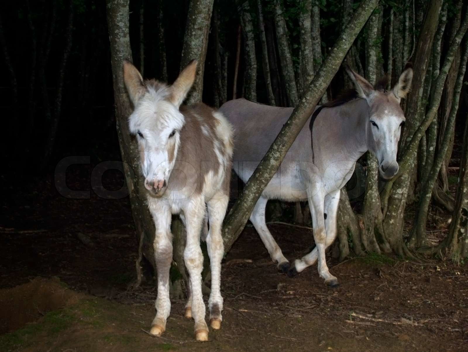 Donkeys in the forest | Stock image | Colourbox