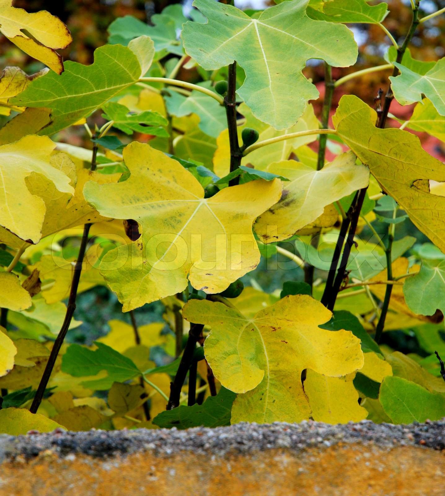 Fig Tree in Fall | Stock image | Colourbox