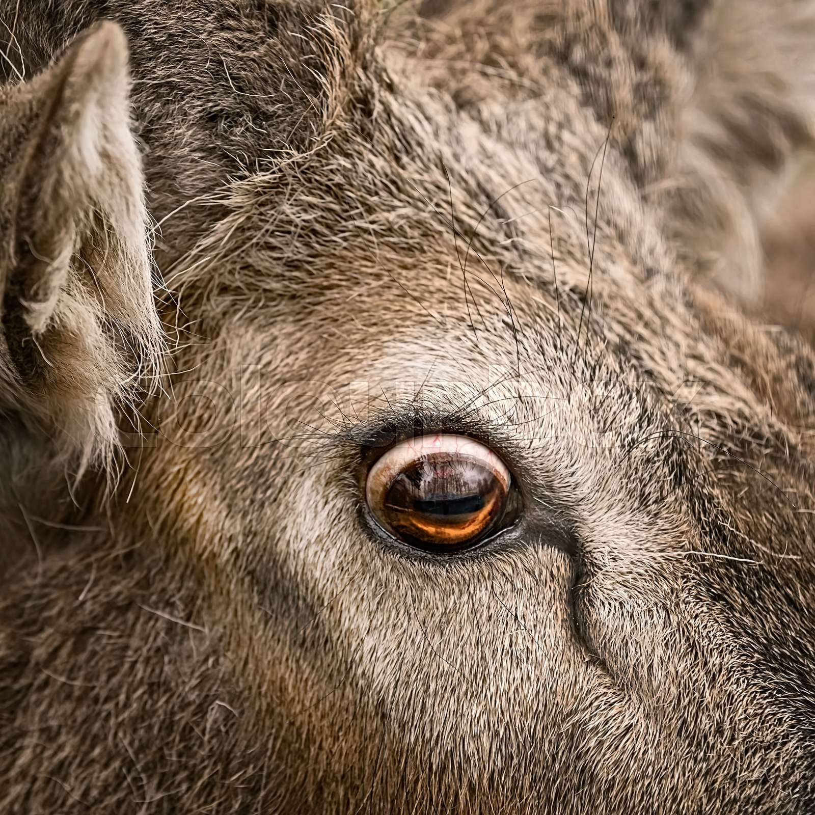 Eye of a deer | Stock image | Colourbox